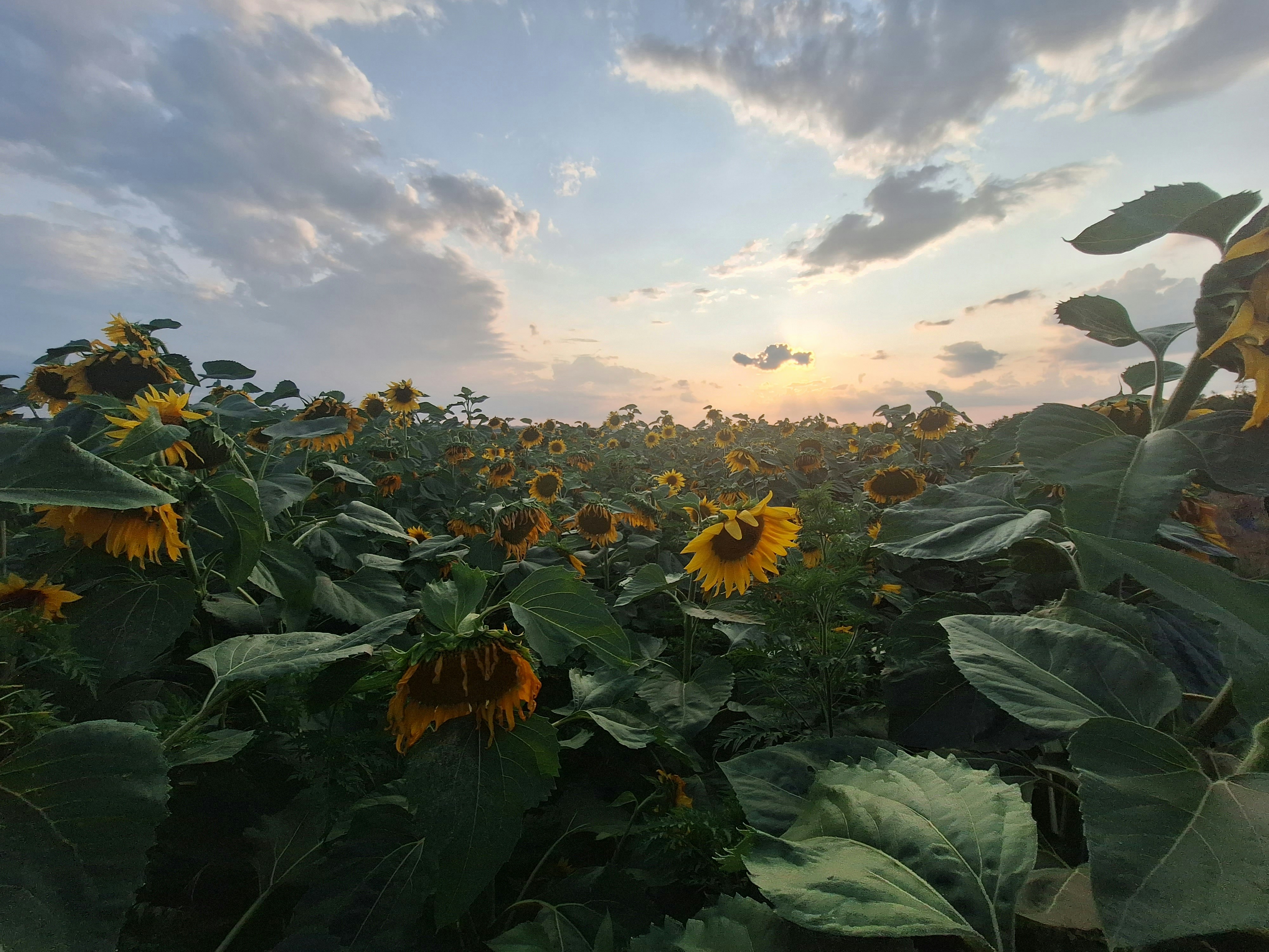 Field of sunflower