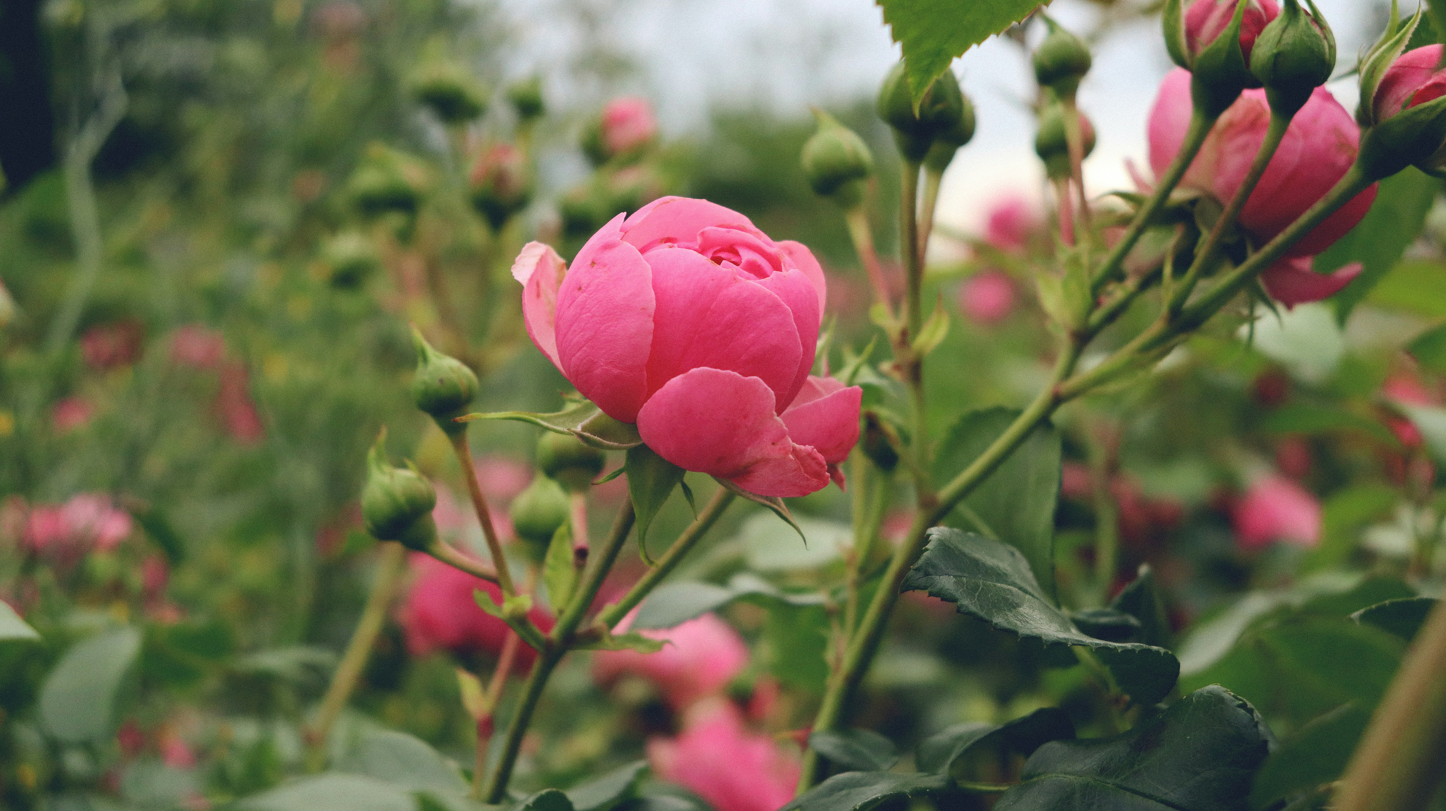 Photo by Anatol Rurac with Canon PowerShot G1 X Mark III