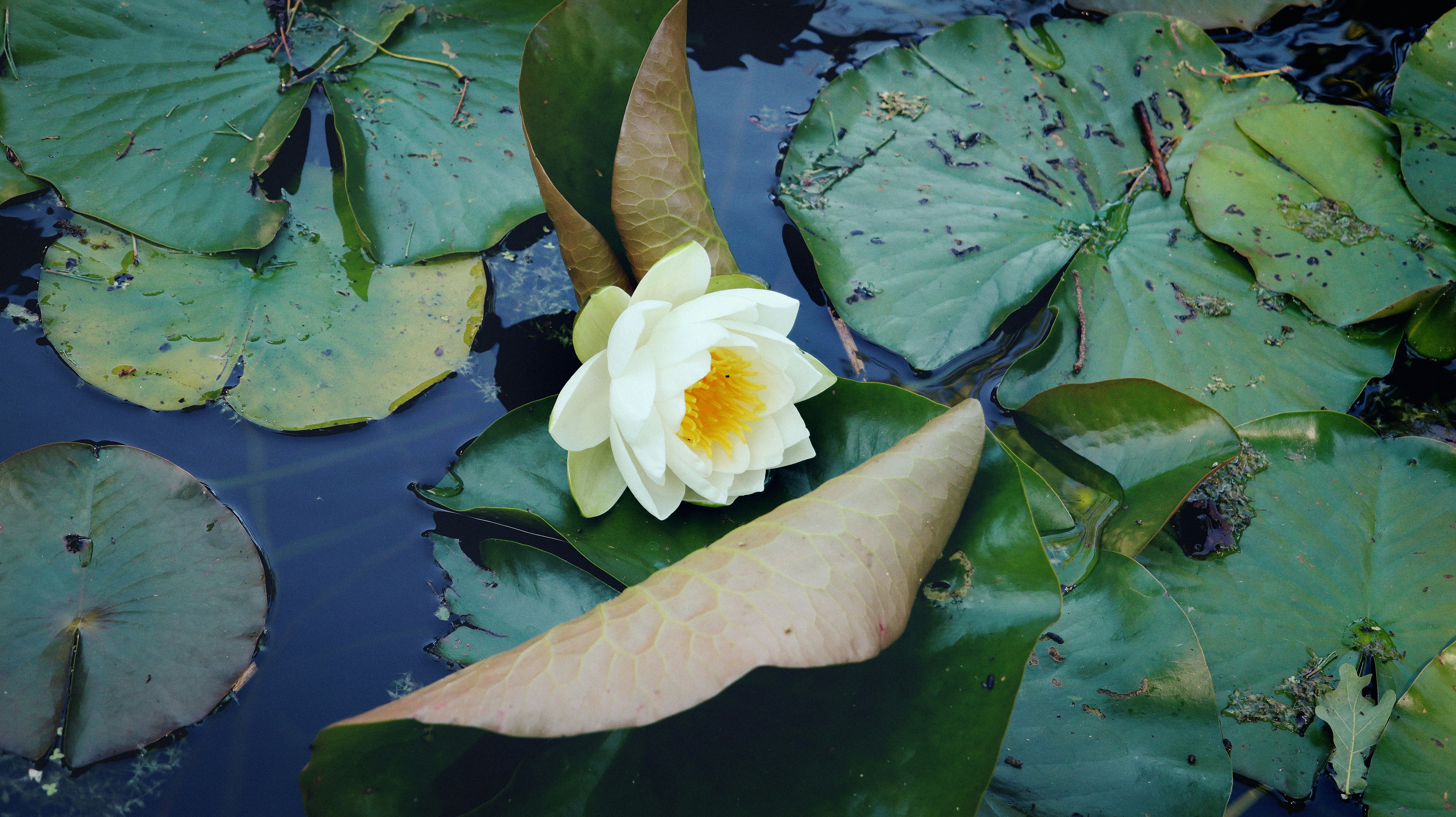 White Water Lily Amid Emerald Pads: A Quiet Pond Portrait