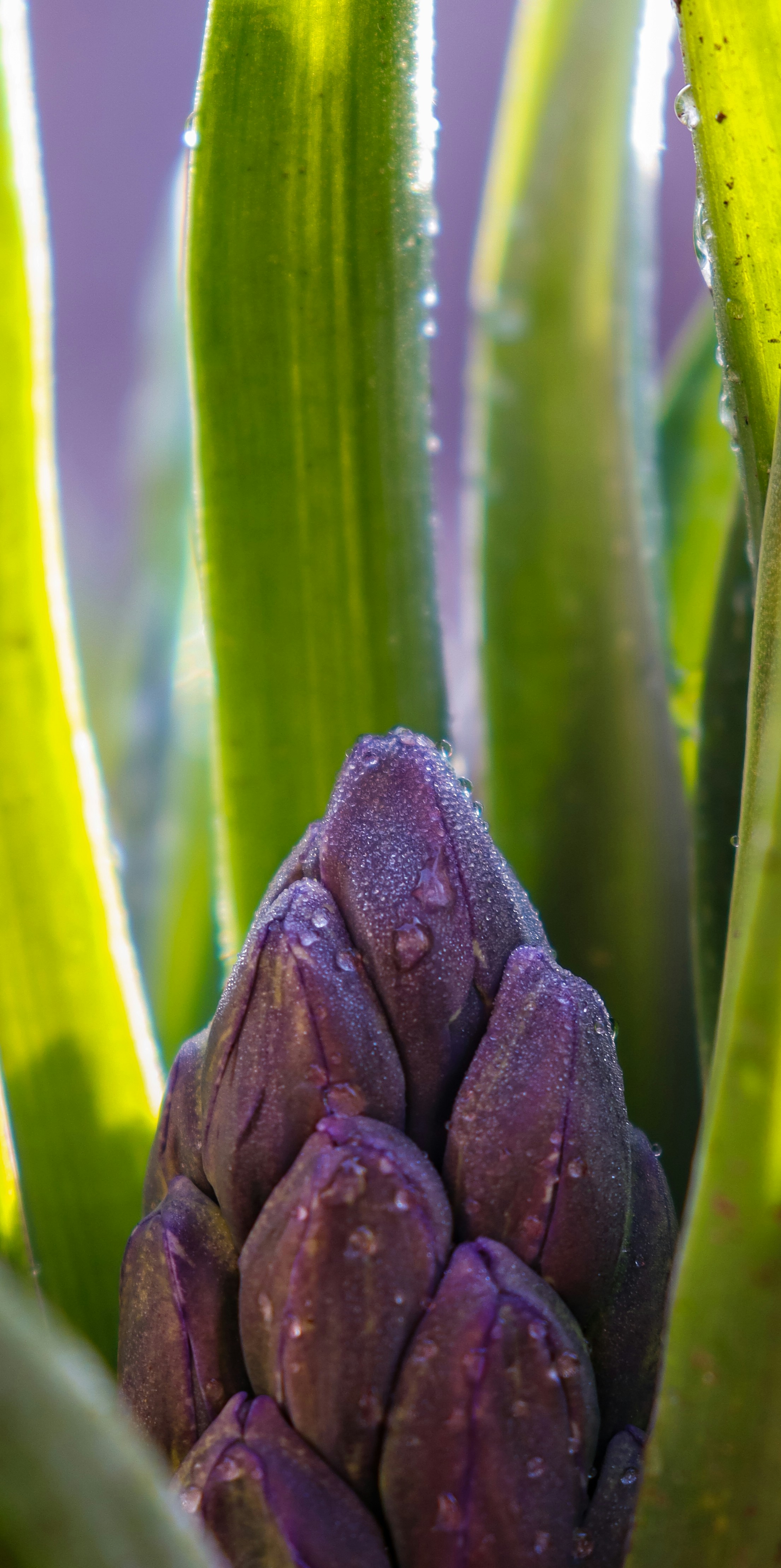 Purple Artichoke Bud Reaching Through a Green Cathedral