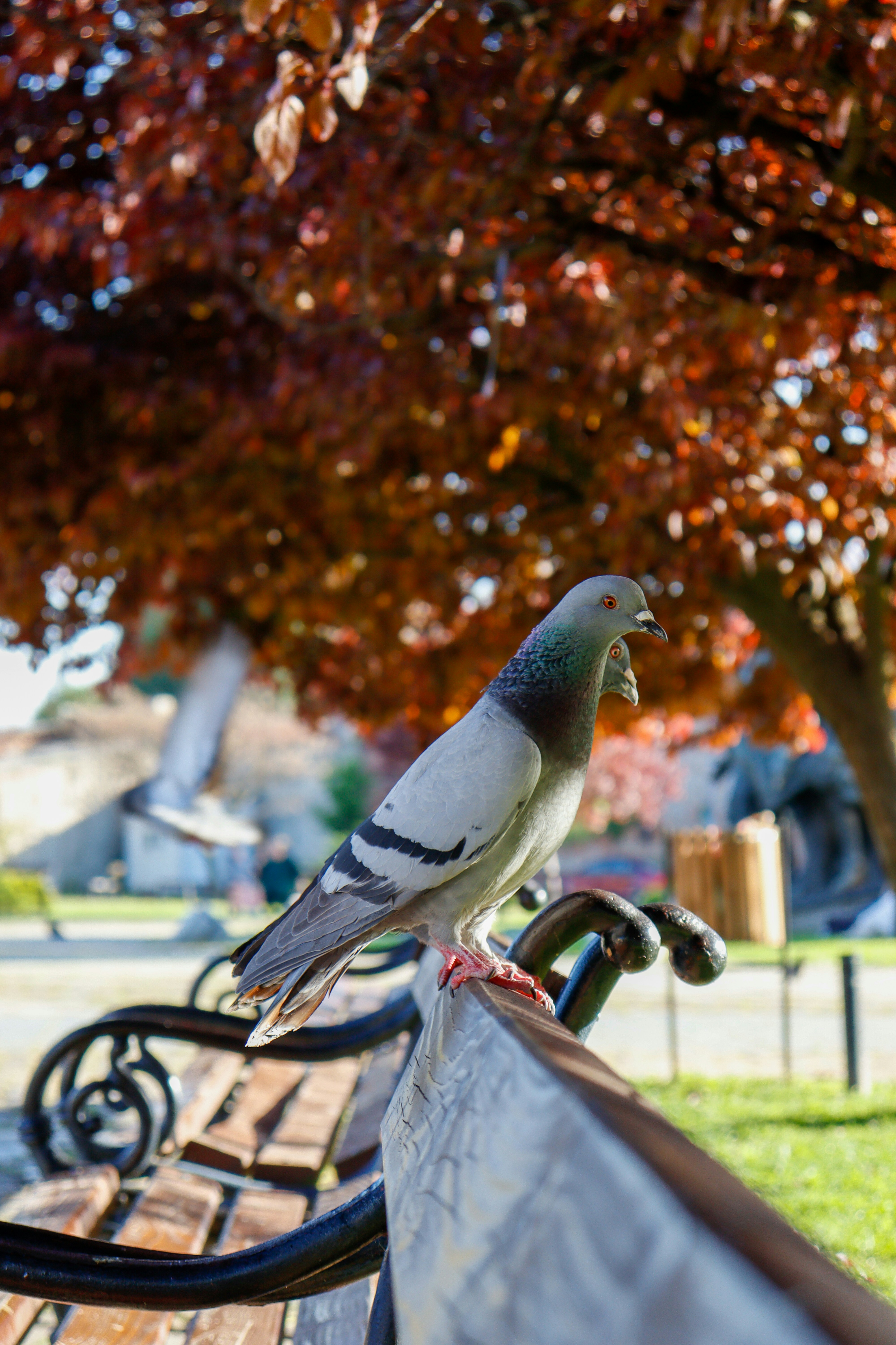 Pigeon Perch Beneath an Ember Autumn Canopy on a Curved Park Railing