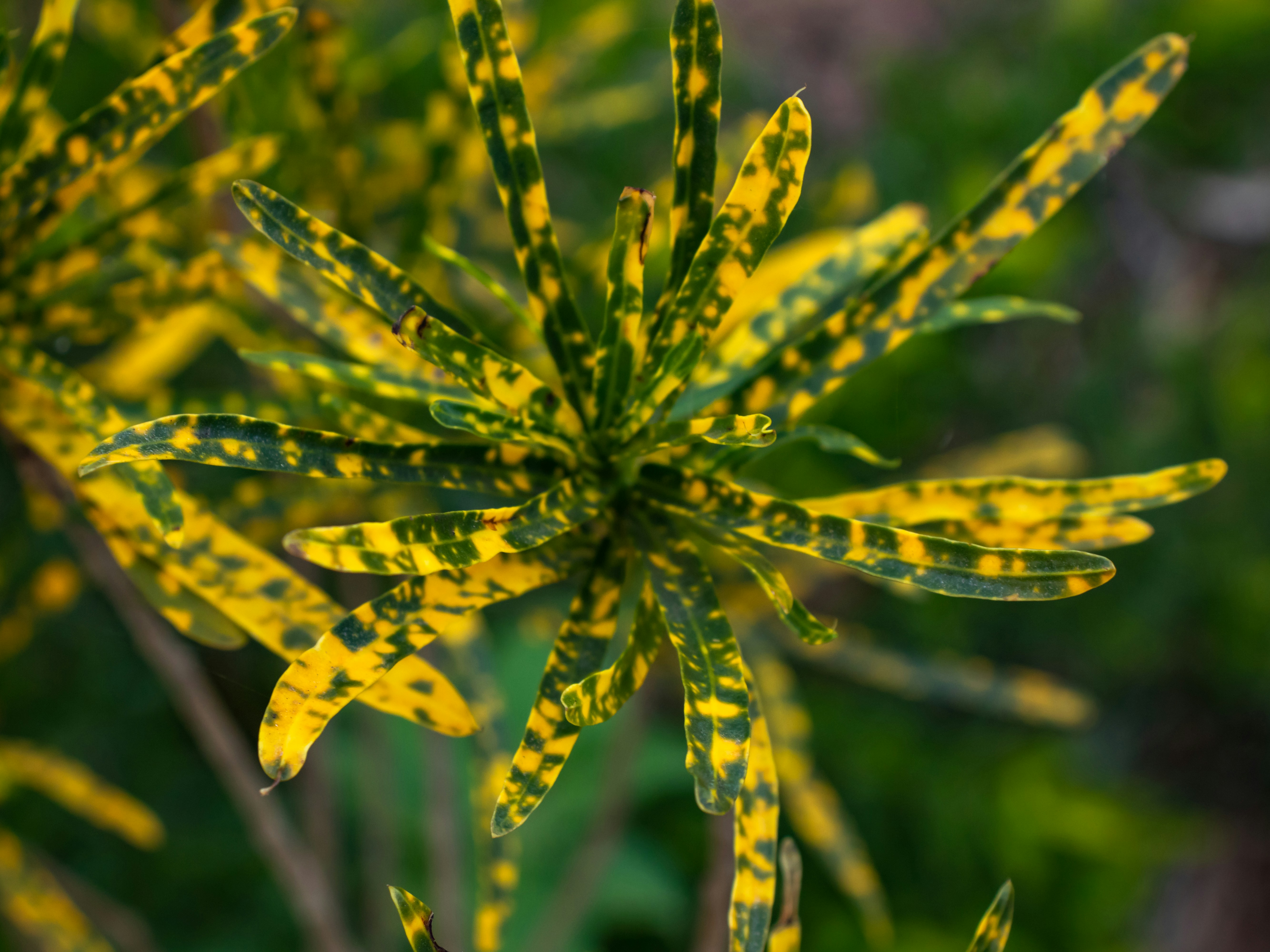 Sunburst Croton Rosette in Soft Focus