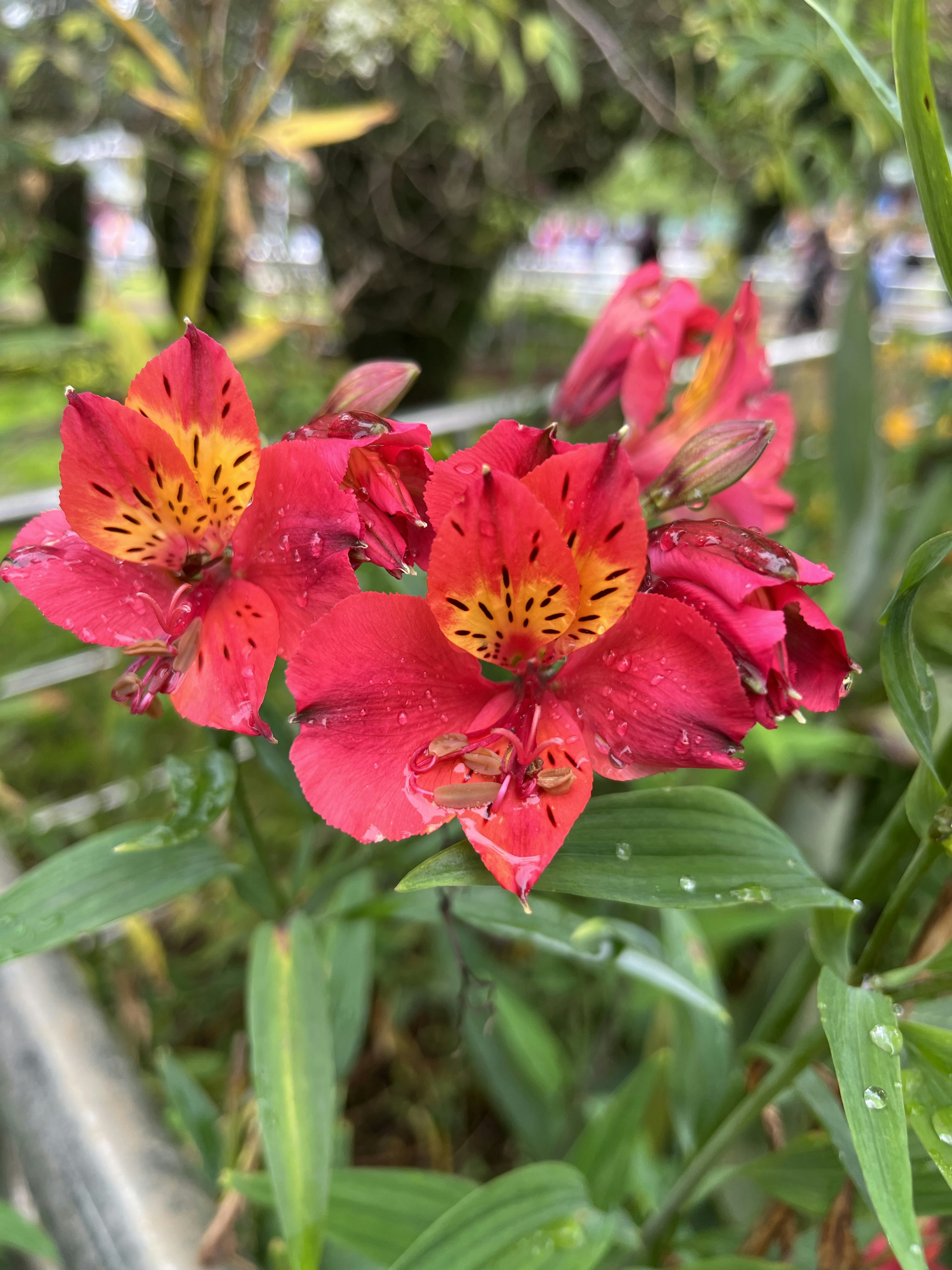 Crimson Alstroemeria in a Dew-kissed Garden