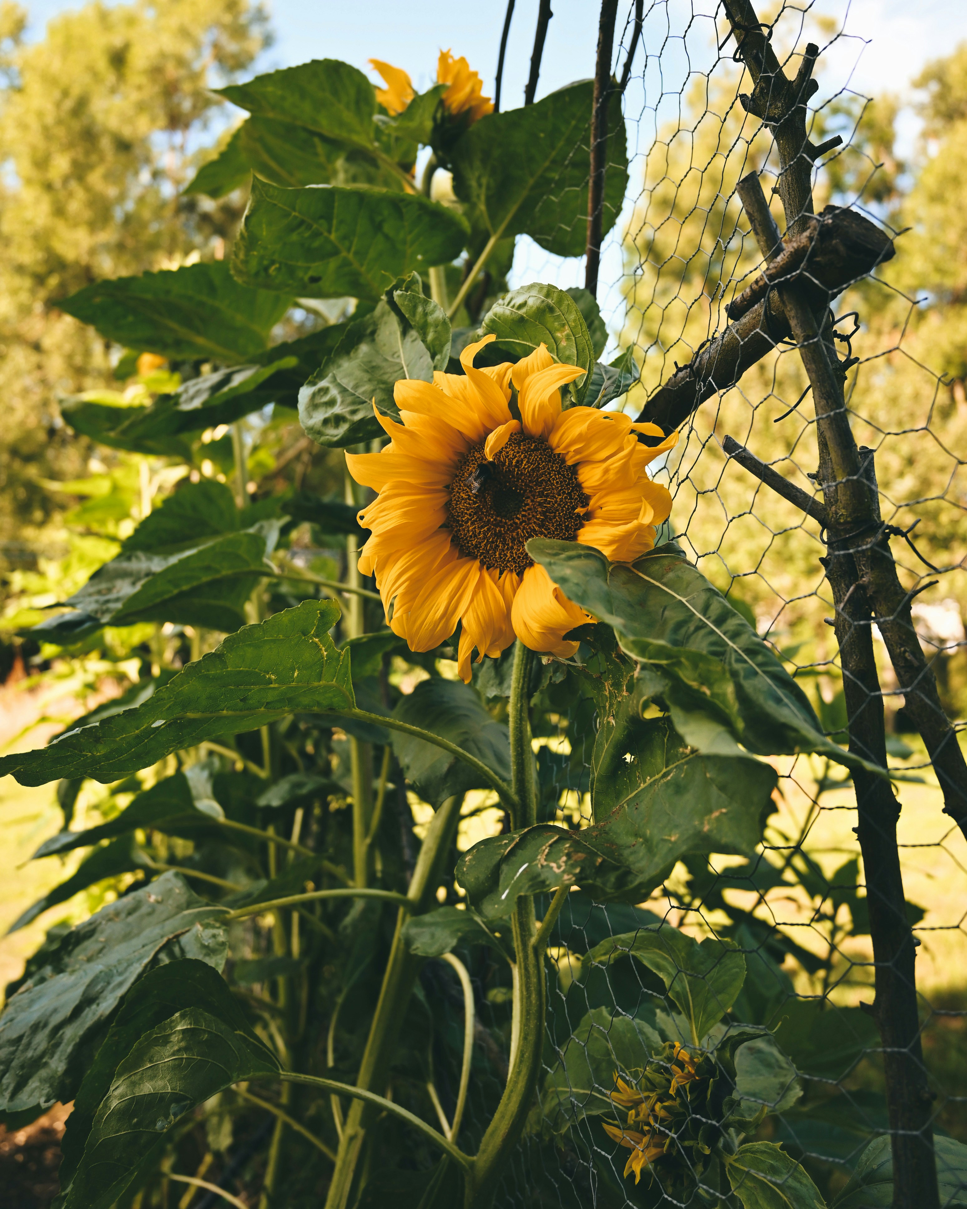 Sun-kissed Sunflower Crown in a Garden Mesh