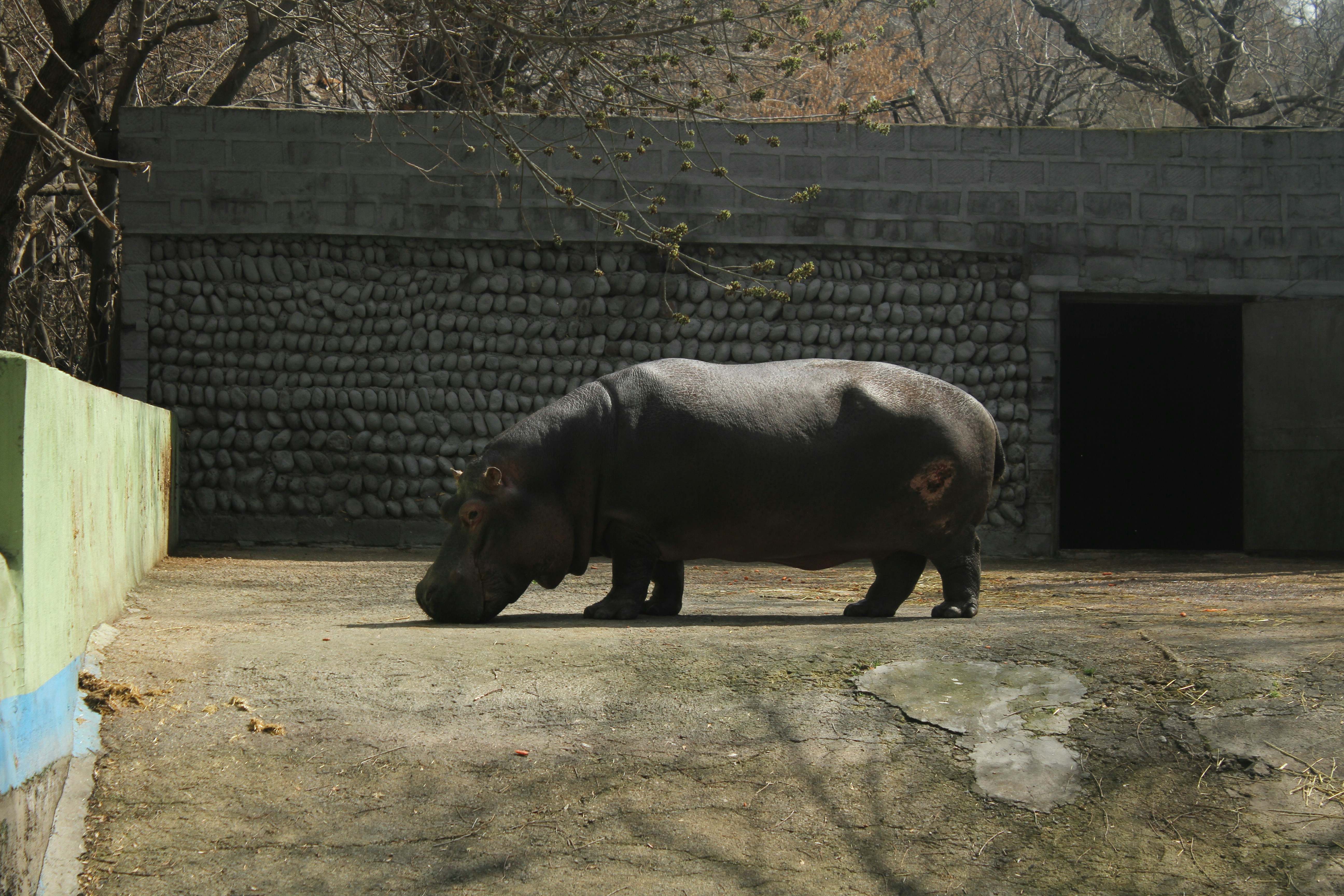 Concrete Serenade: A Hippo Pauses by the Wall