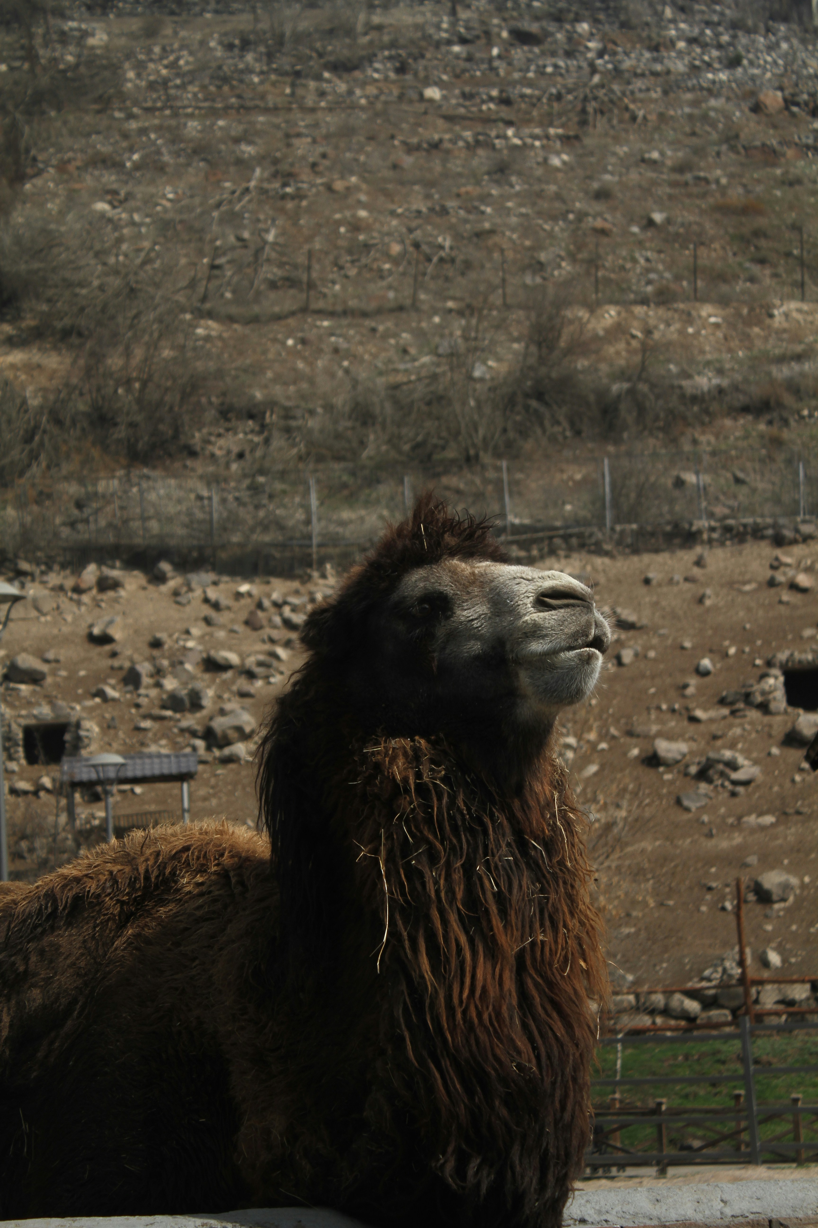 Desert Sentinel: A Camel's Contemplative Gaze in a Rocky Enclosure