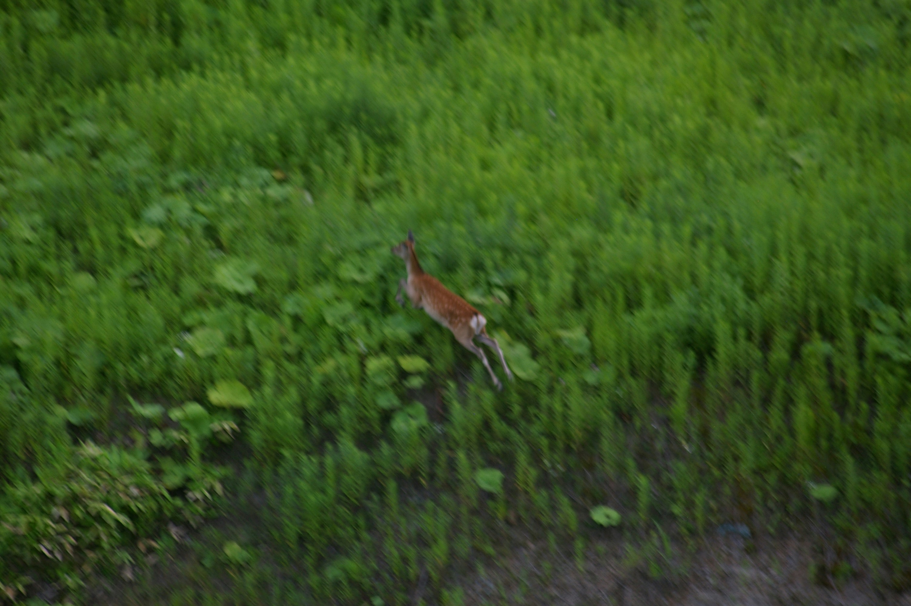 A deer running through a field of tall grass photo – Free Image on Unsplash