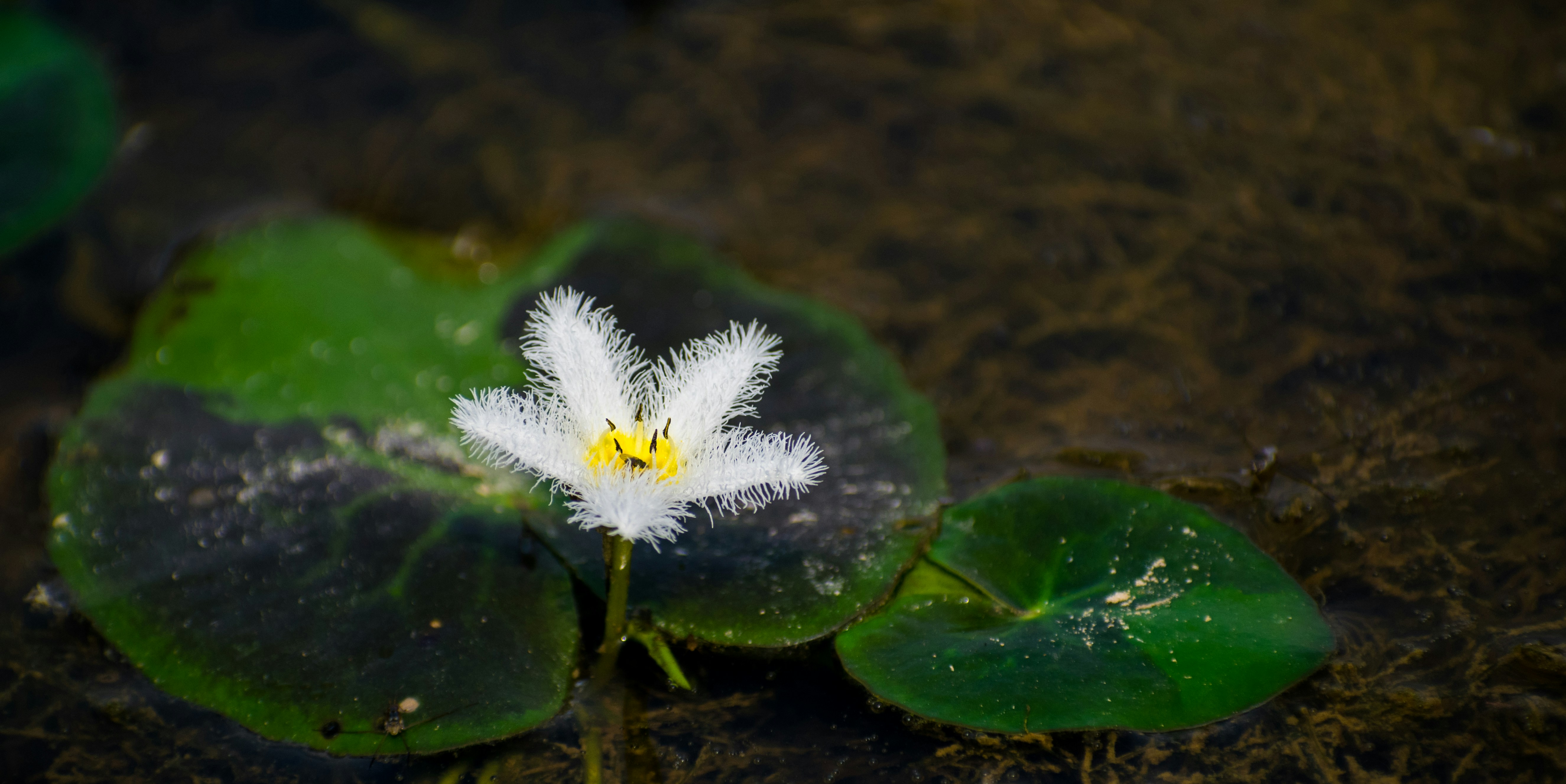 White flower with fringed petals floats on dark water surrounded by large green leaves.