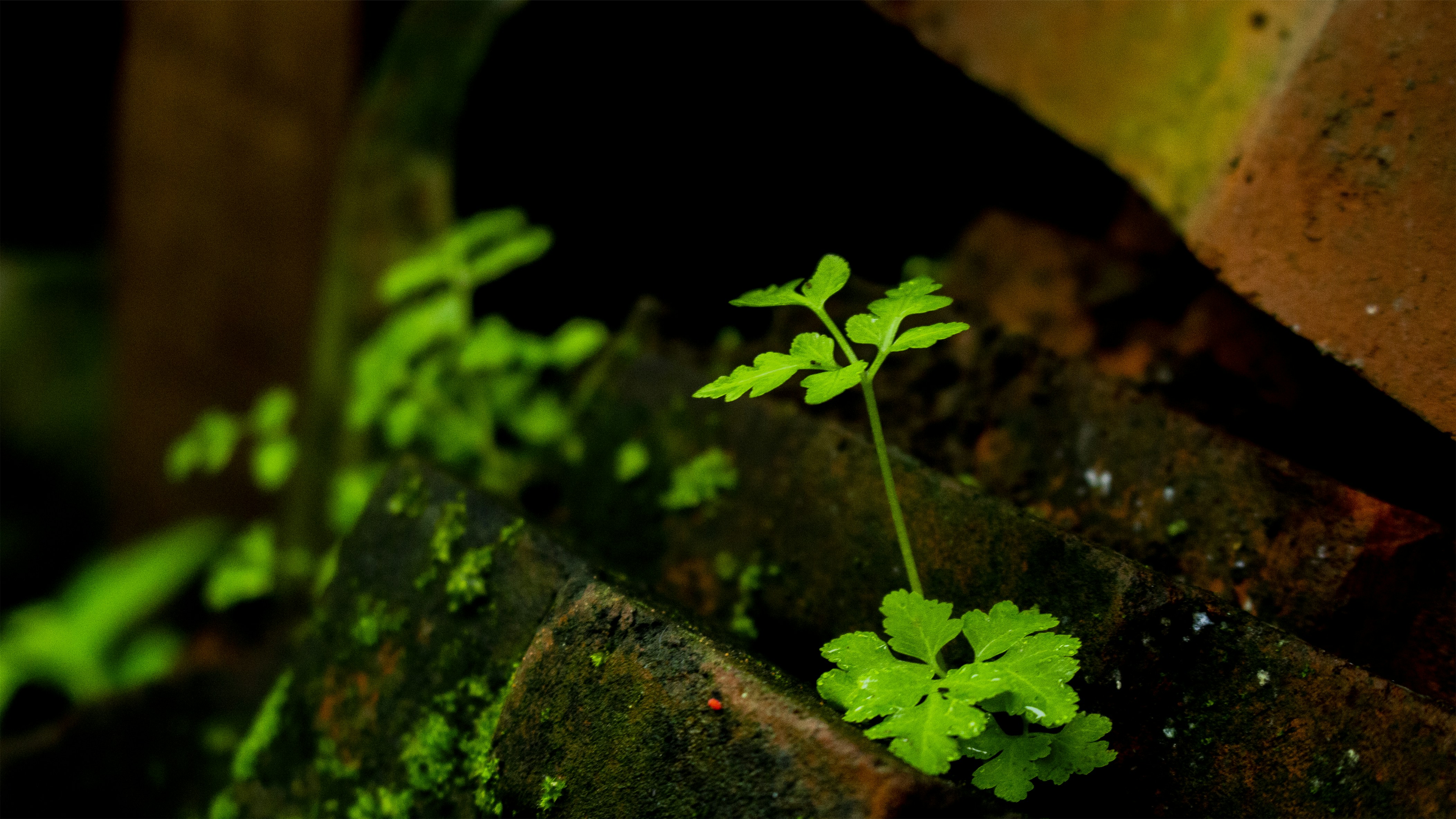 Brick-Crevice Seedling: Quiet Green Breakthrough