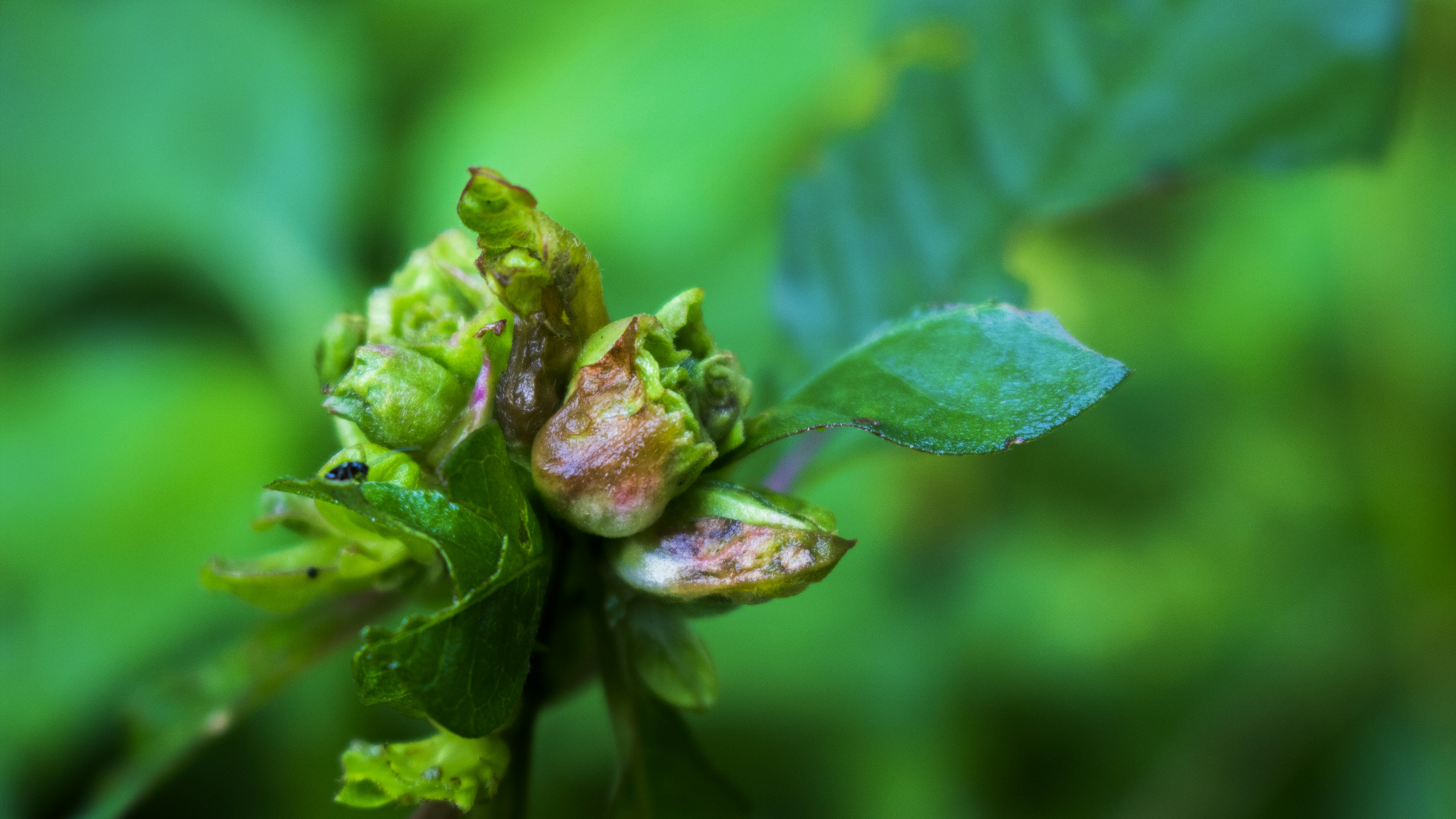 A close up of a flower bud on a plant photo – Free Flower Image on Unsplash