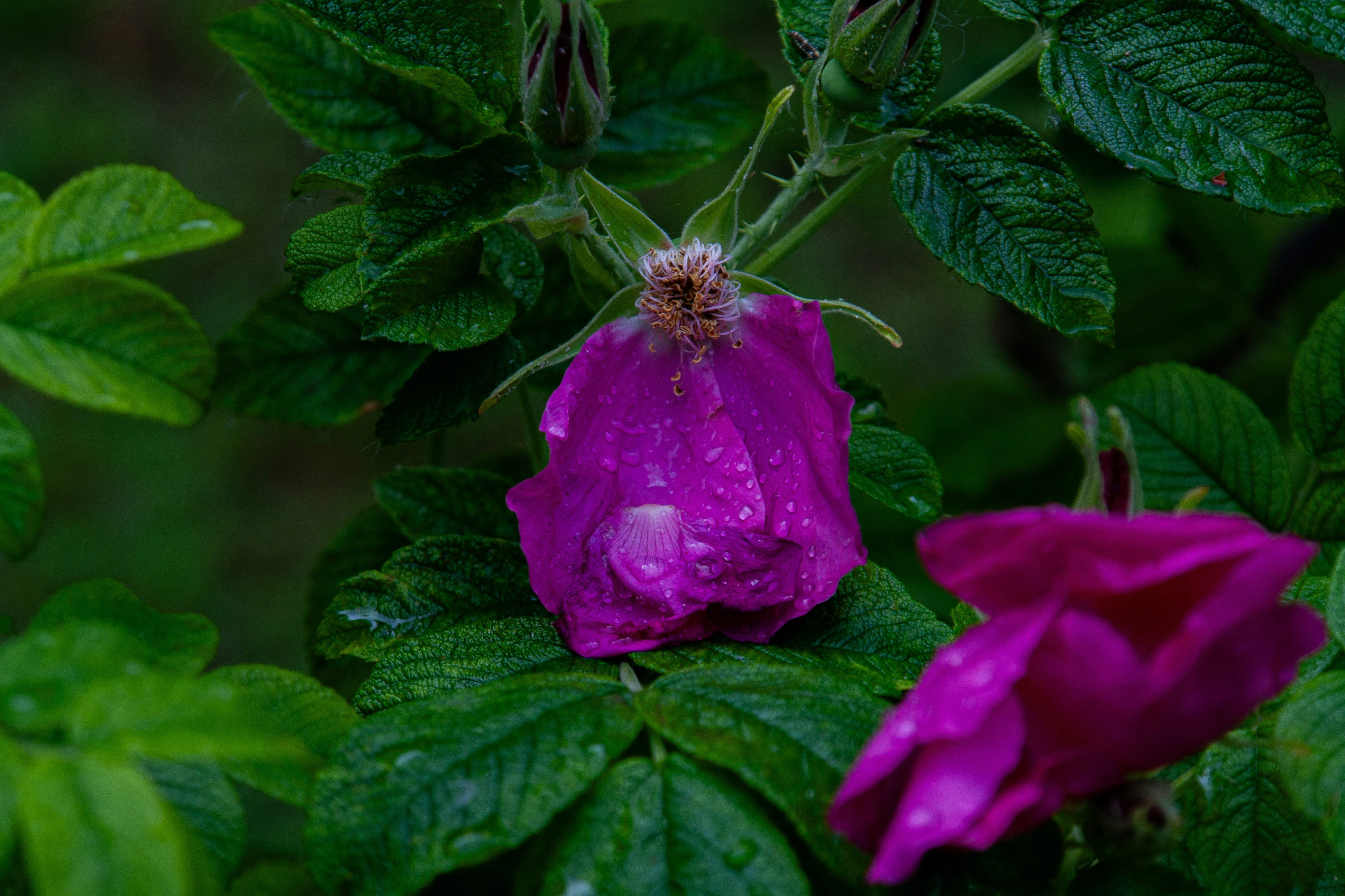 A flower leaf with little water droplets.
