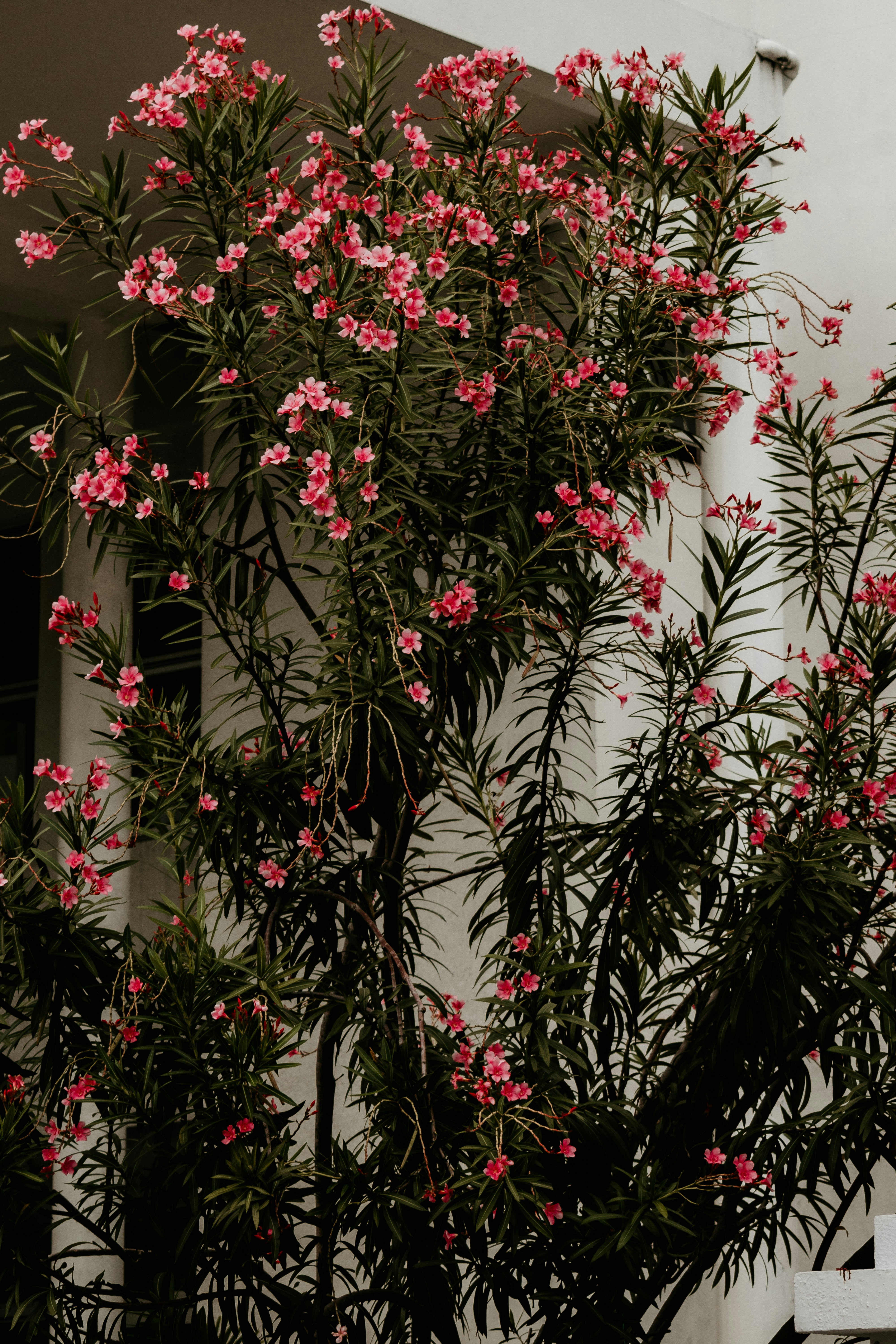 Pink Crowned Vines Threaded Along a White Wall