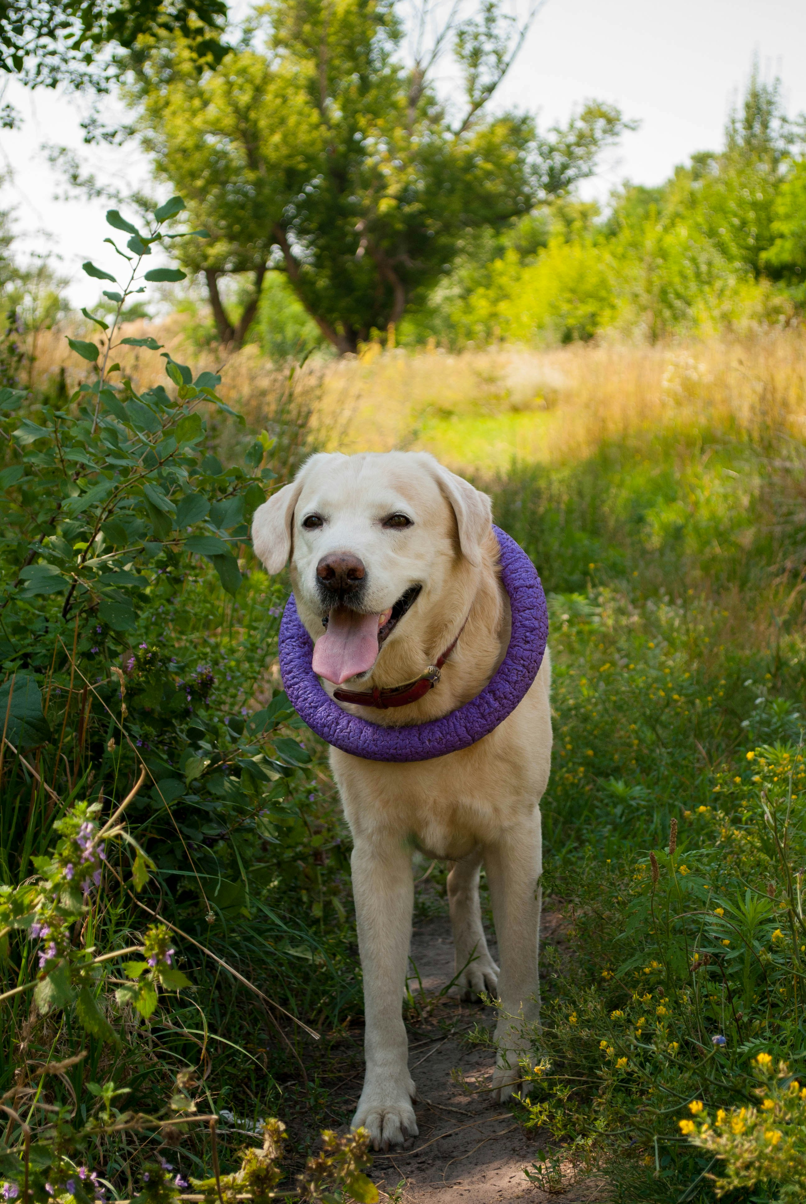 A cheerful yellow Labrador retriever wearing a purple collar stands on a grassy path surrounded by vibrant greenery and wildflowers.