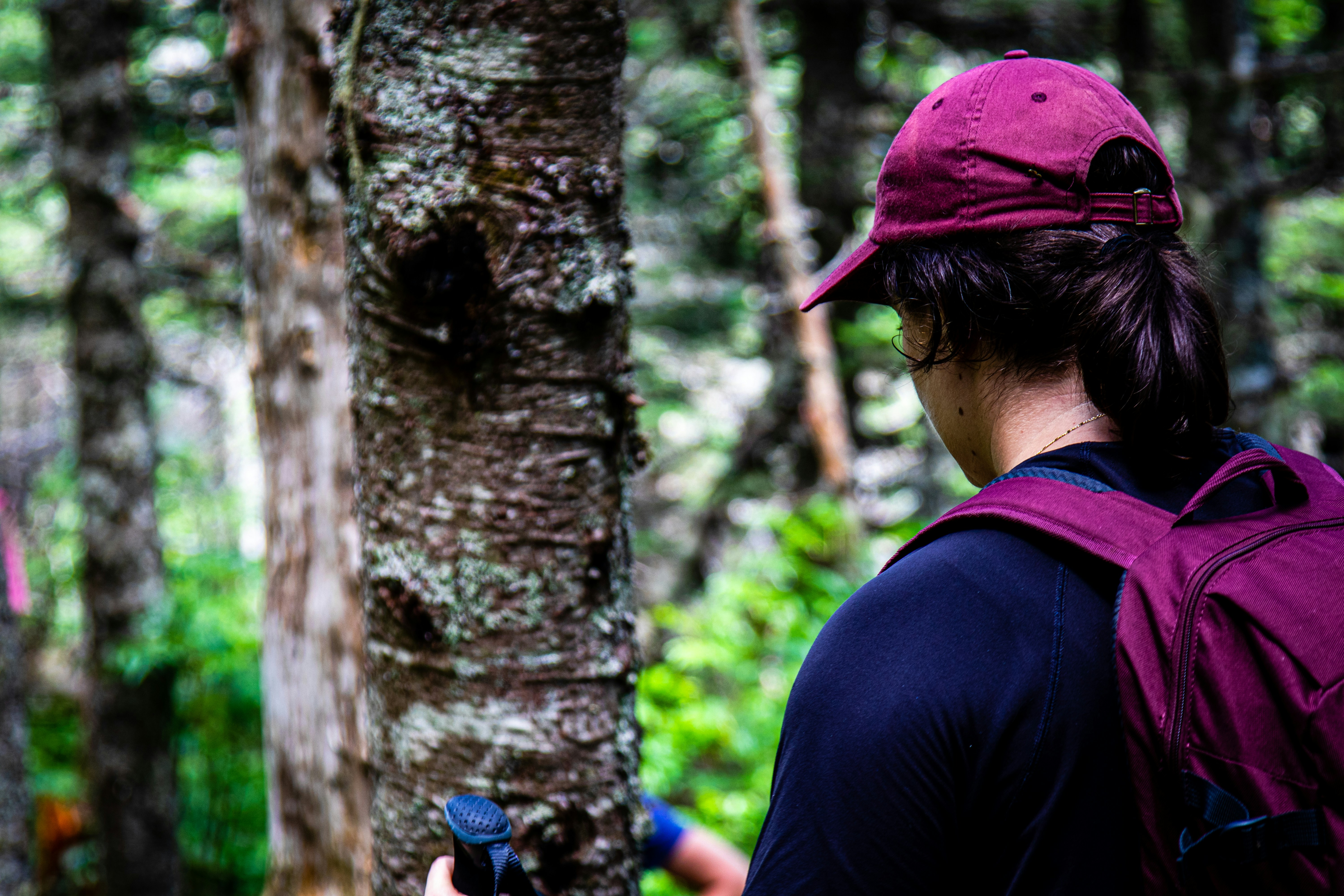 Maroon-Capped Hiker Amid Mossy Trunks
