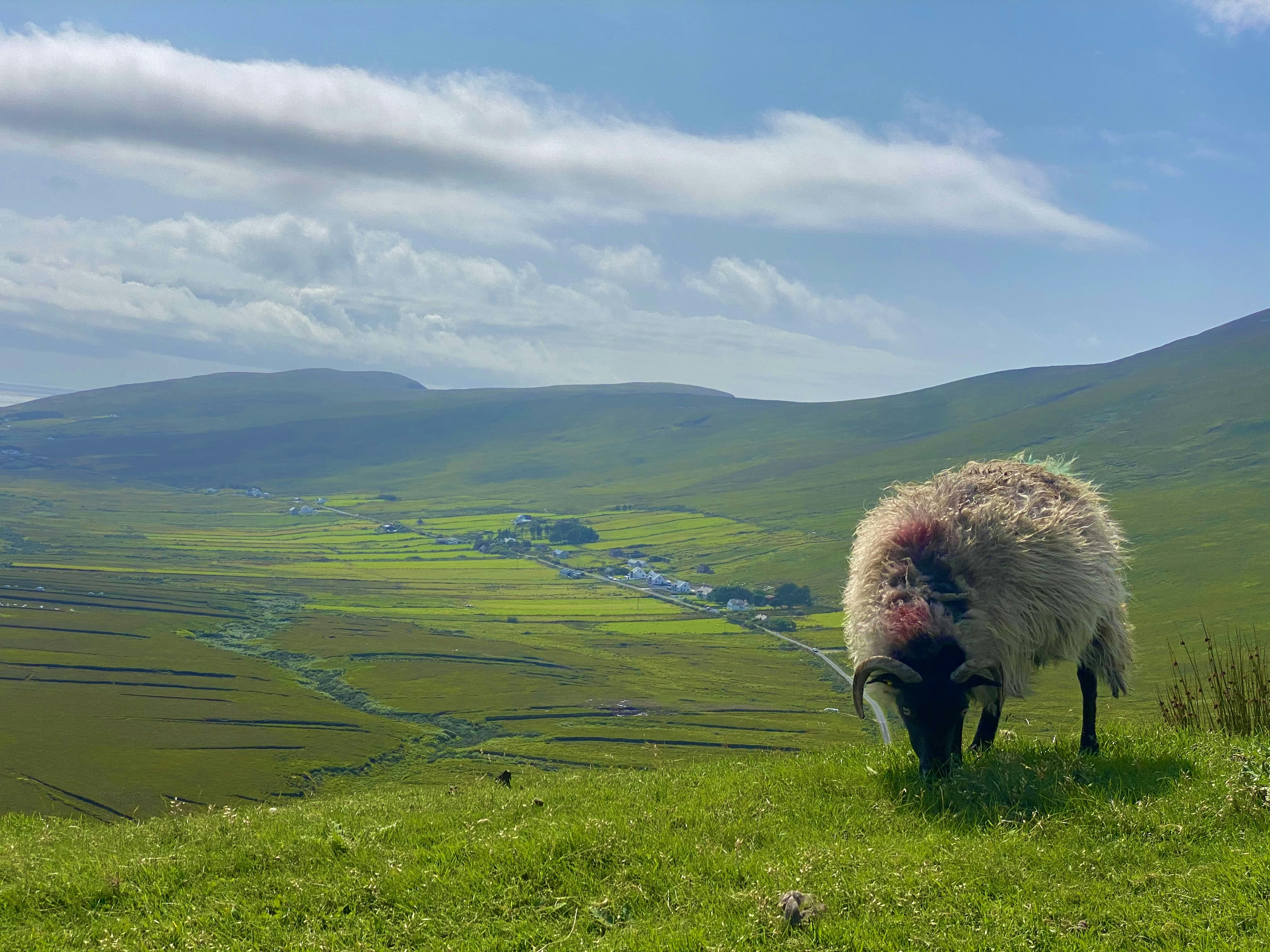 Grazing Guardian on the Green Ridge