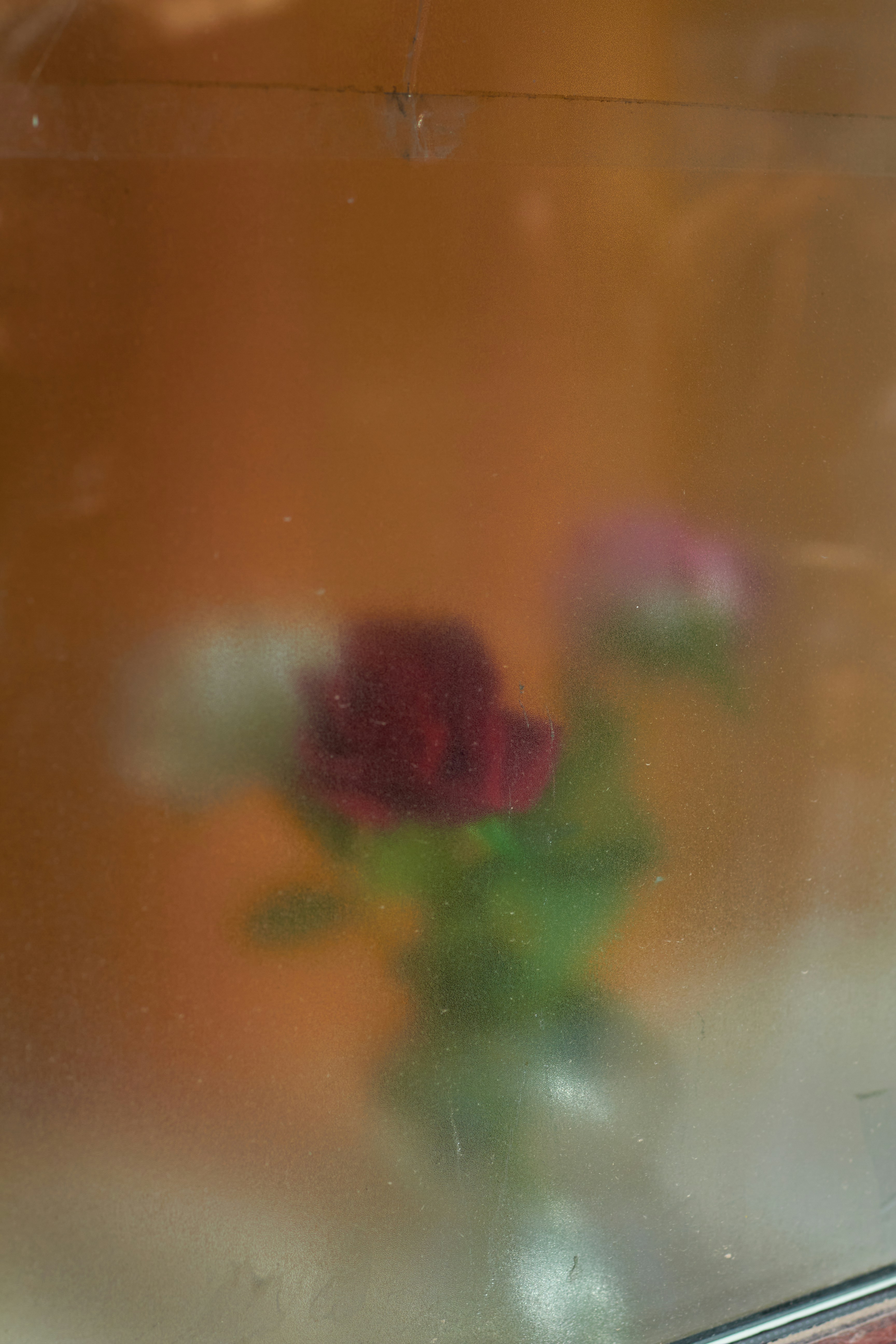 Crimson Rose Through Amber Glass