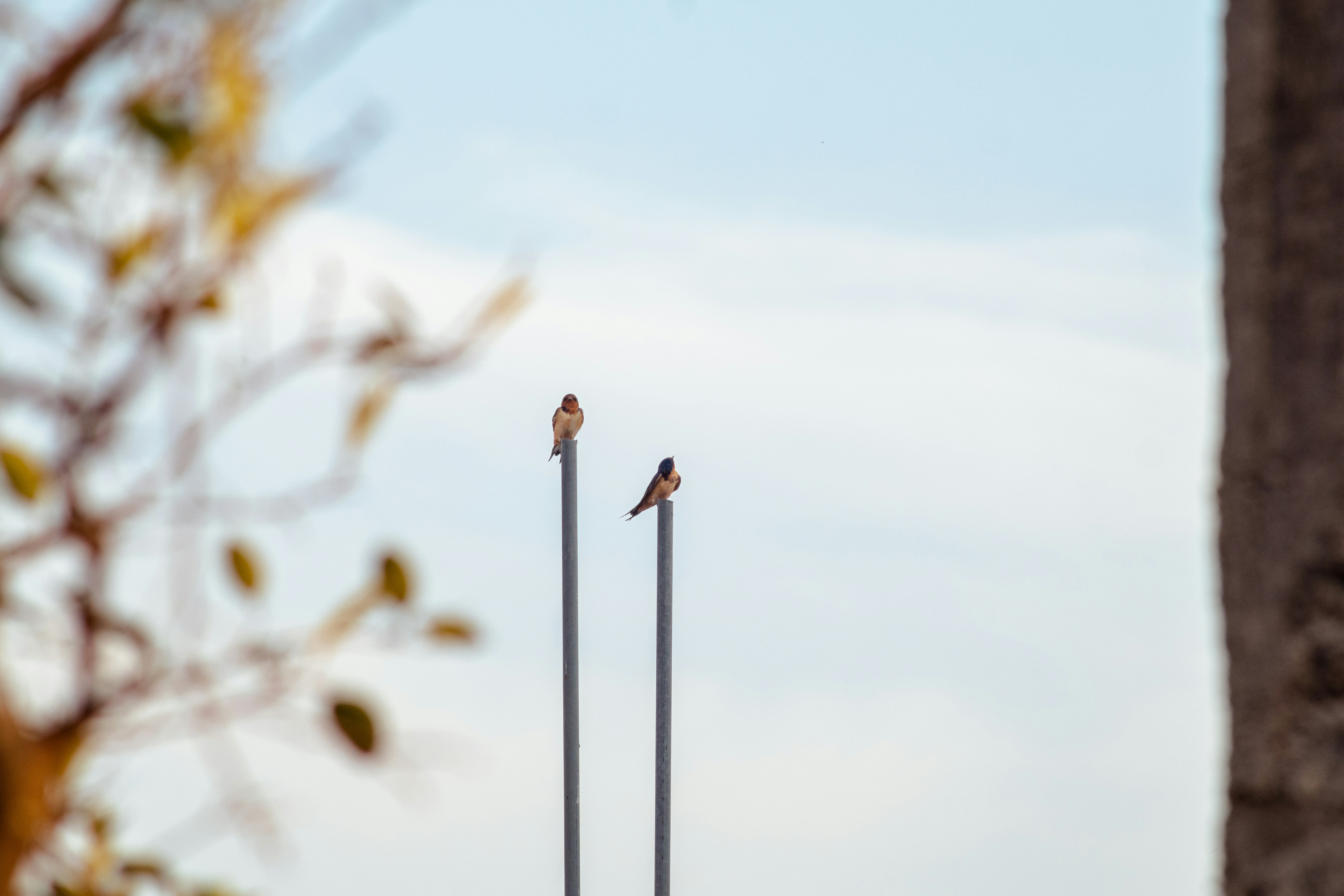 Two Tiny Birds Perched on Slim Poles Under a Serene Sky