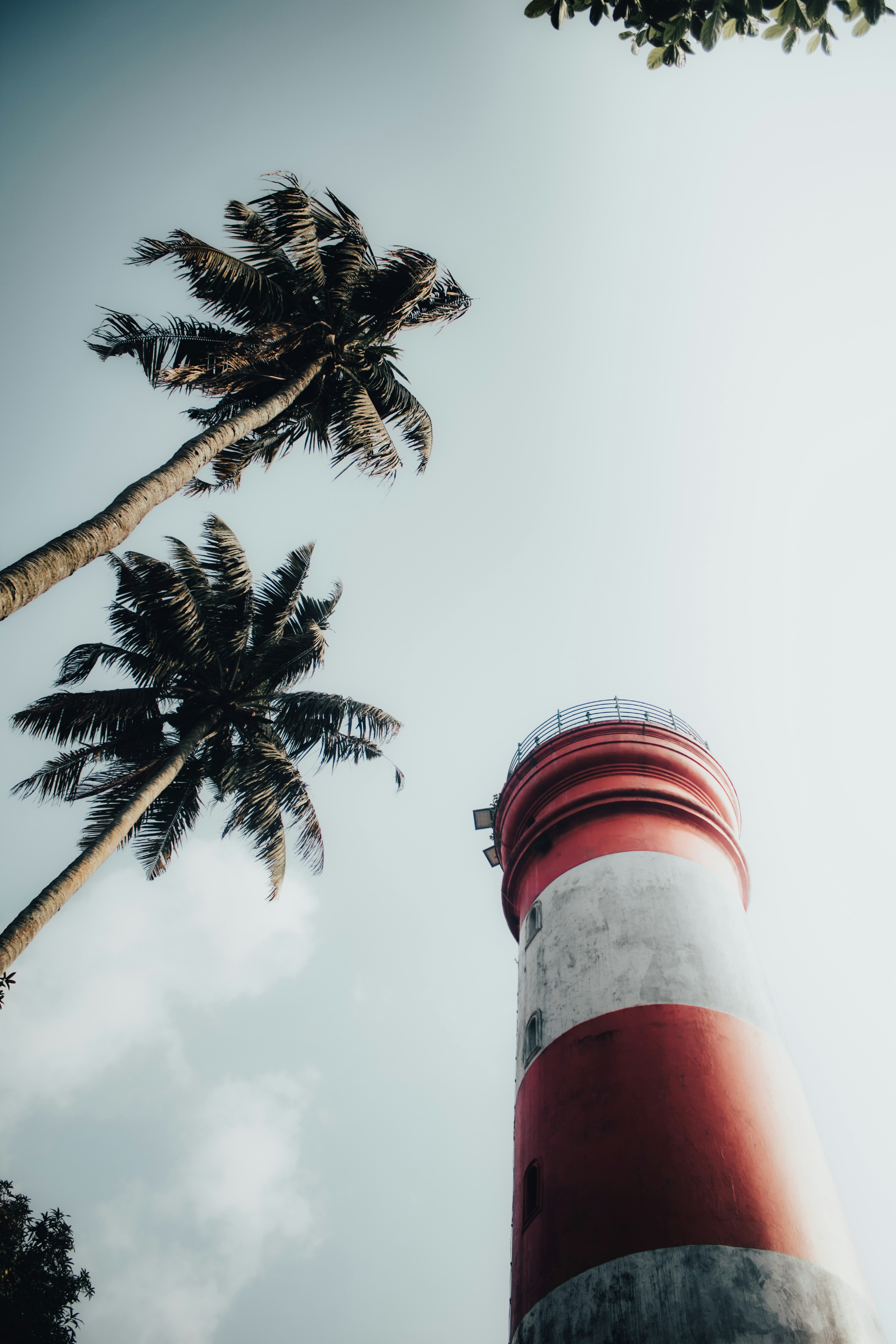 Guiding Light Amidst Tropical Canopy