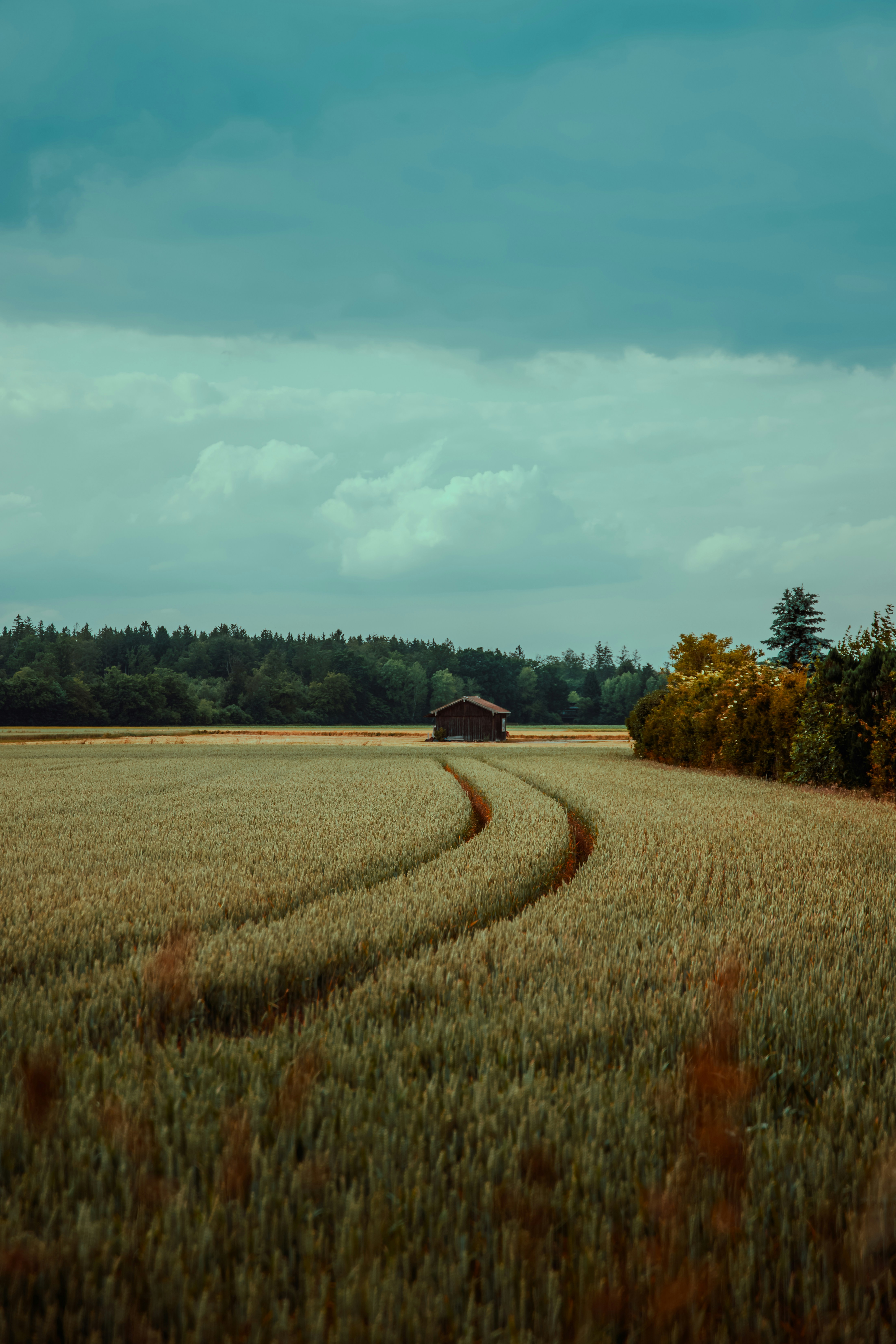 A large field of wheat with a barn in the distance photo – Free Munich ...