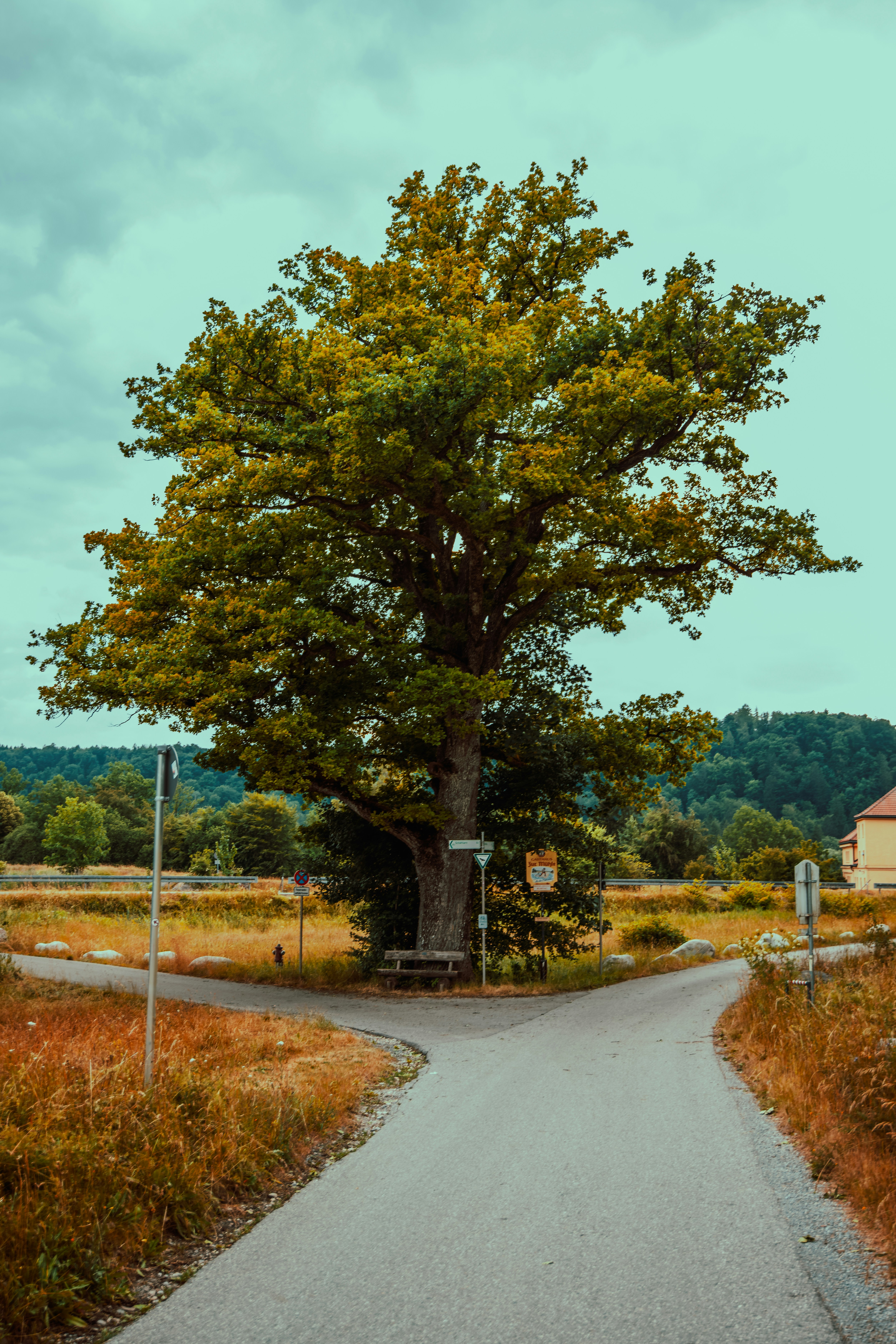 A large tree on the side of a road photo – Free Munich Image on Unsplash