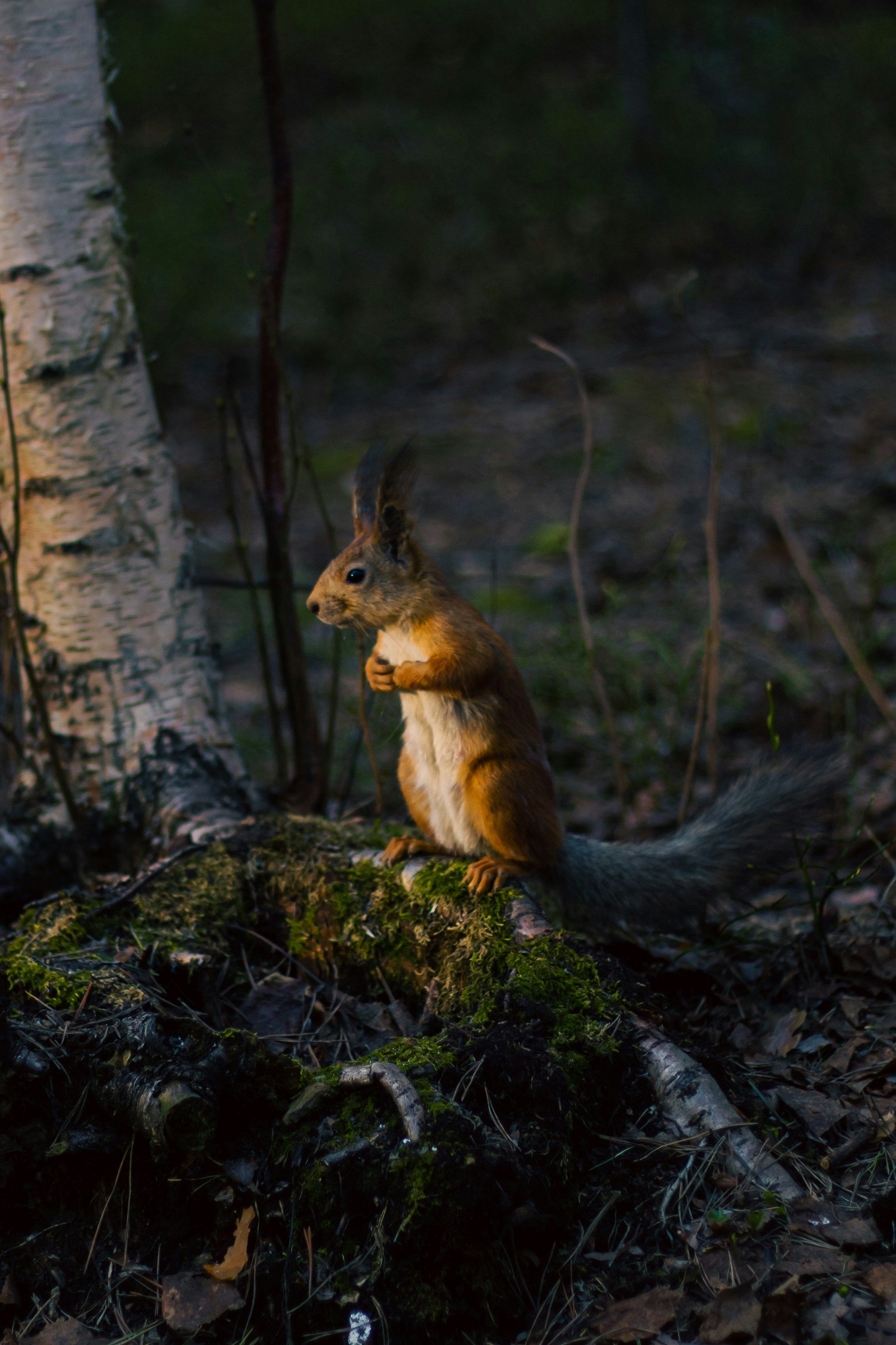 Mossy Stage, Forest Spotlight: A Squirrel in Quiet Alert