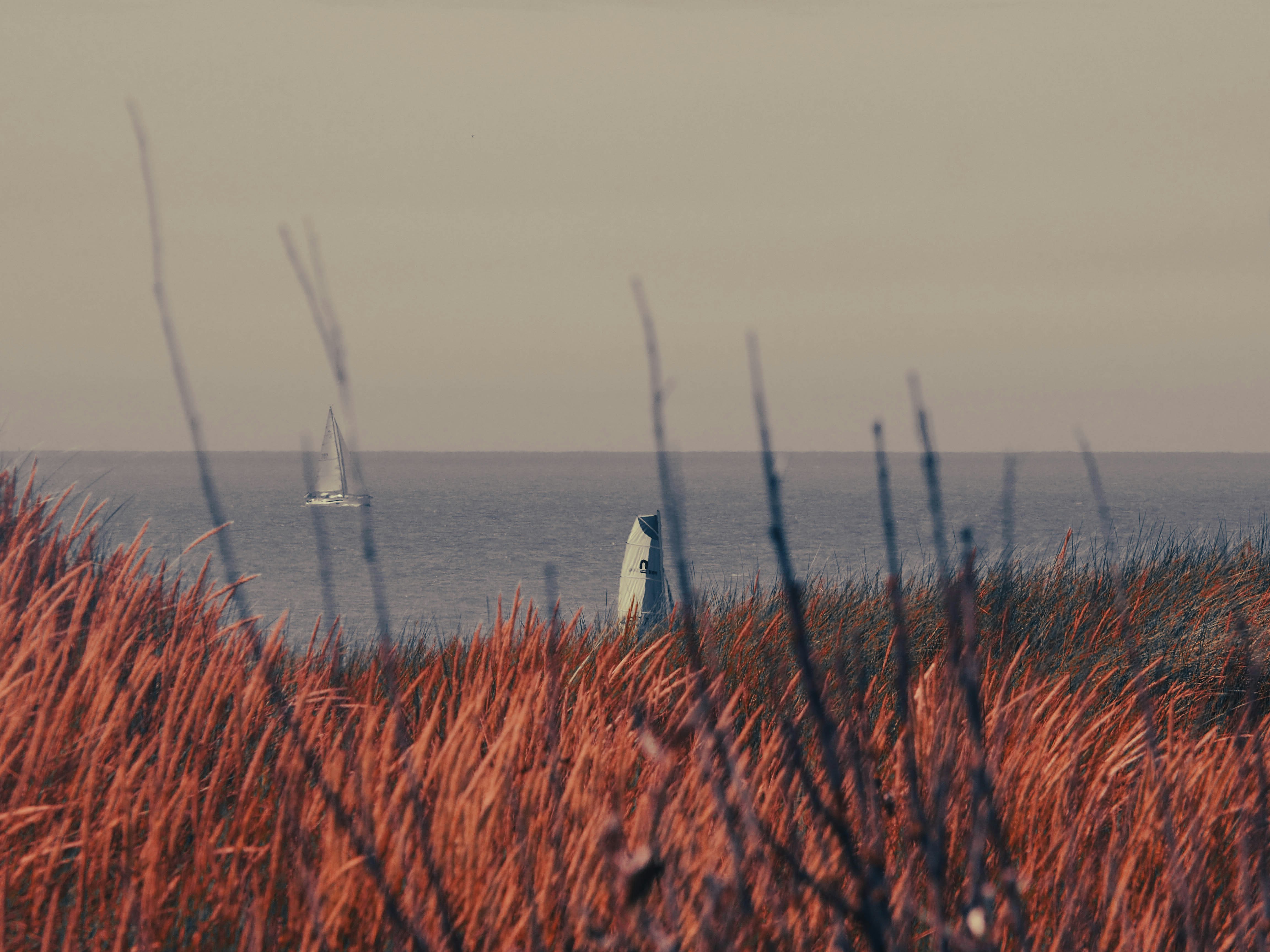 Crimson Sea-Grass Horizon: A Distant Sailboat at Dusk