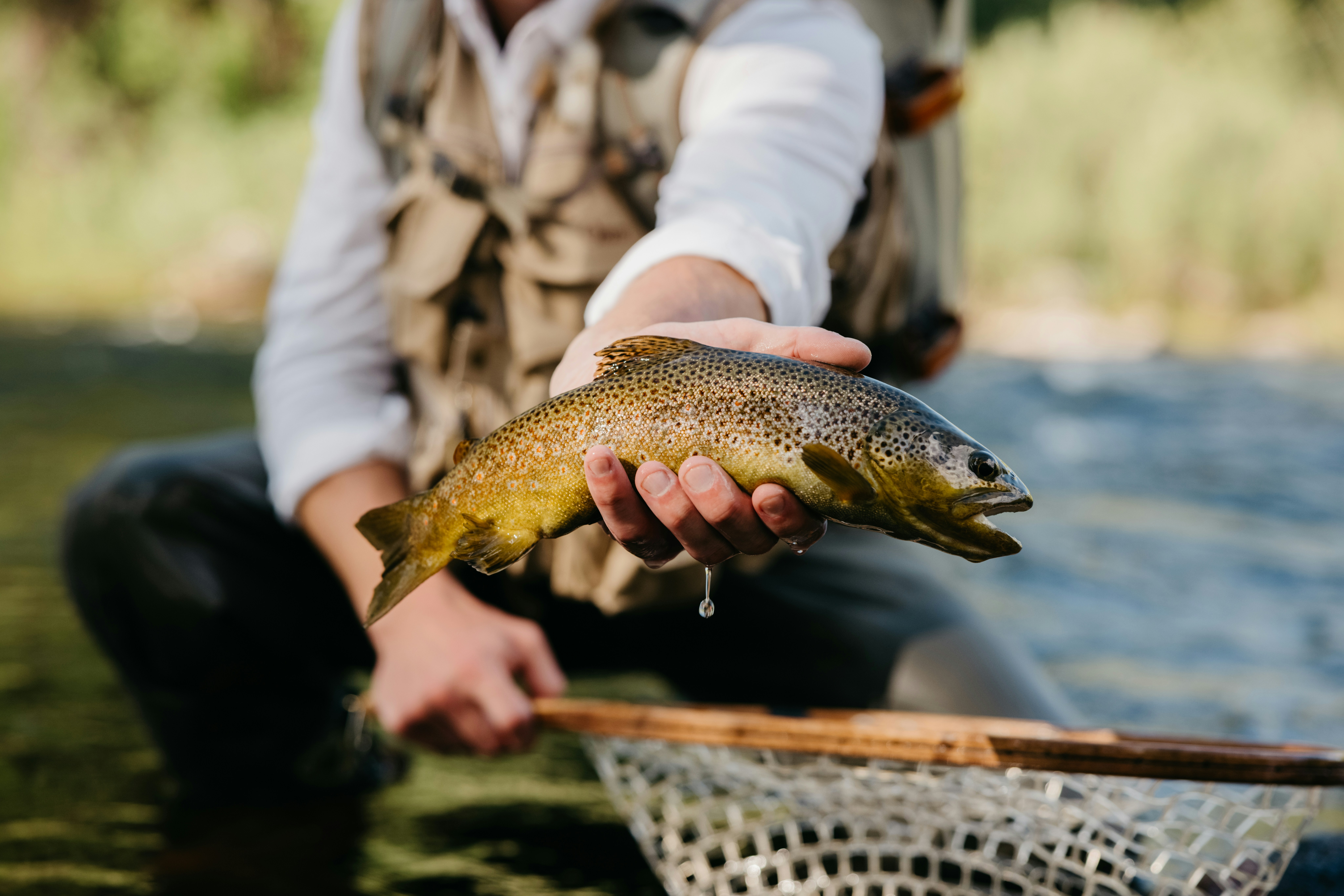 A fisherman proudly displays a freshly caught brown trout while standing in a serene river setting. The focus is on the fish and the angler's satisfied expression.