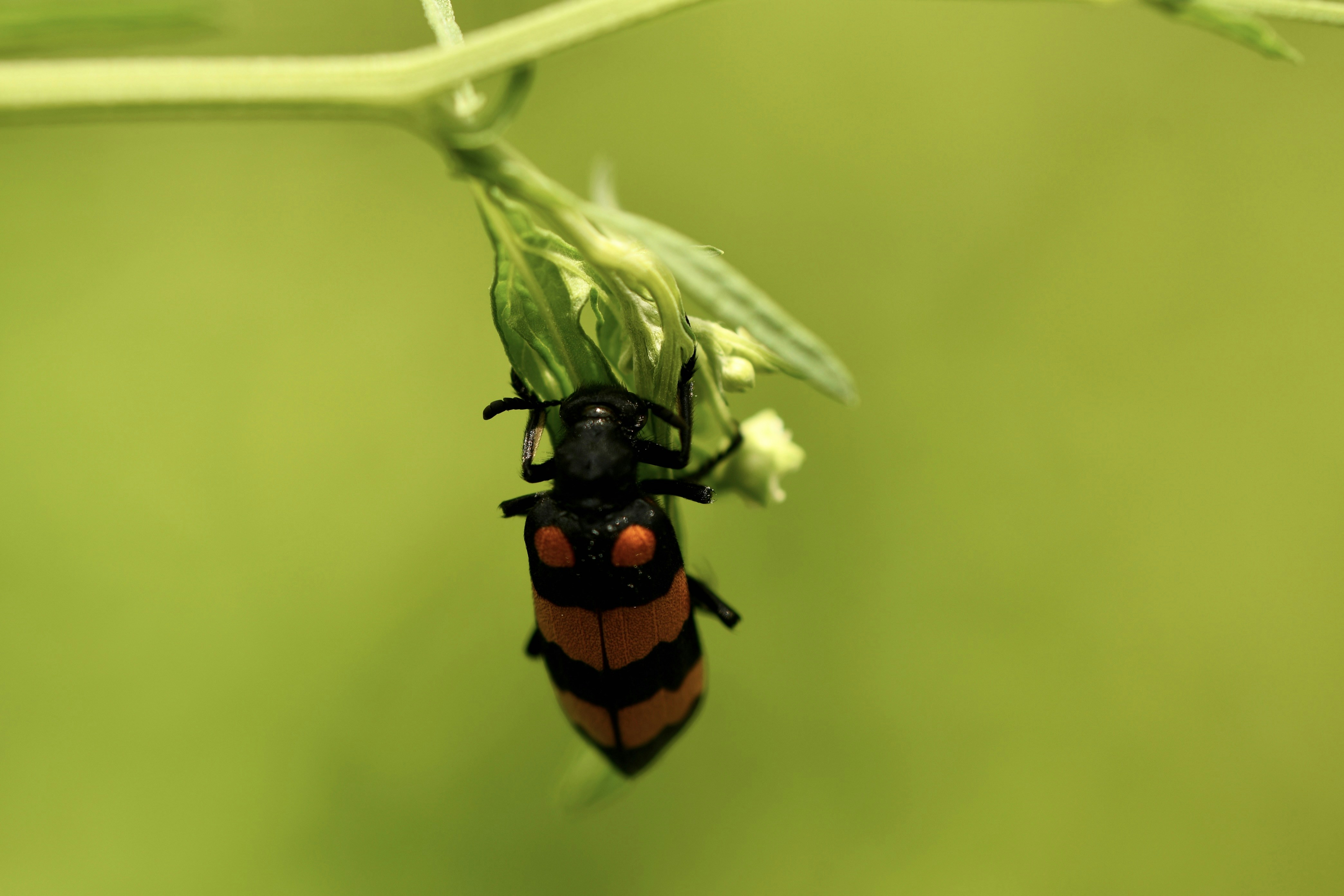 Gros plan d’un insecte sur une plante photo – Photo Jaune Gratuite sur ...