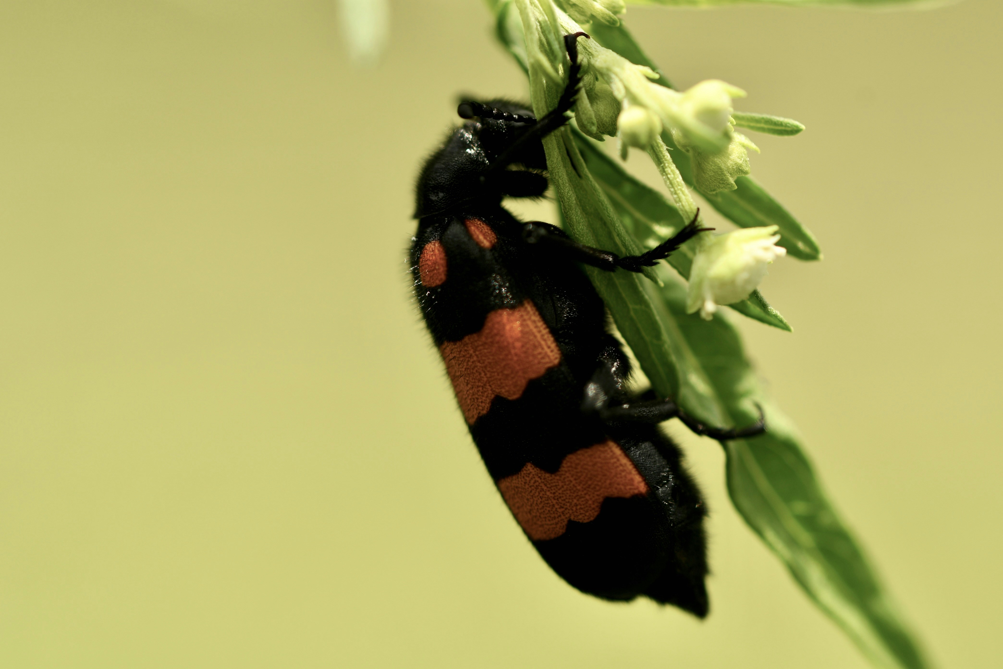 Vibrant Beetle on Verdant Stage