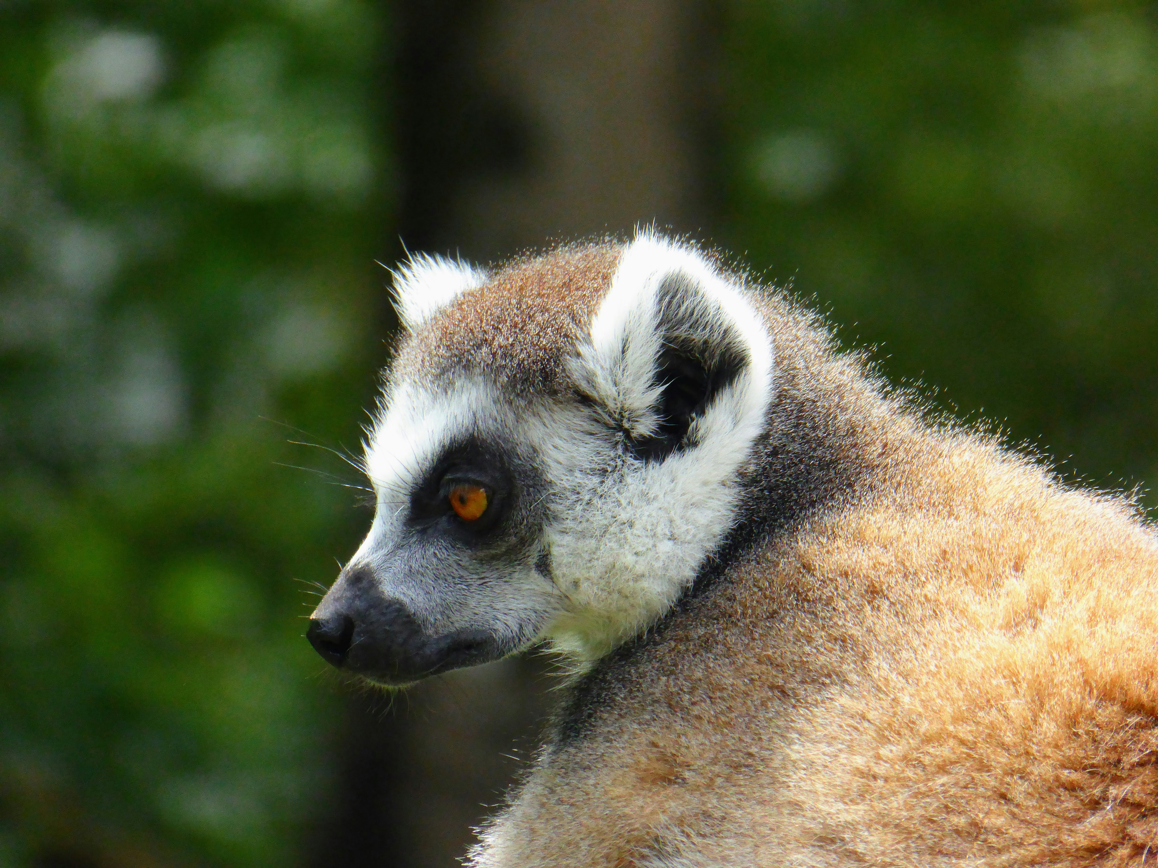 Close-up of a ring-tailed lemur's head with amber eye against a green, blurred background. The fur texture and contrast highlight the animal's expression.
