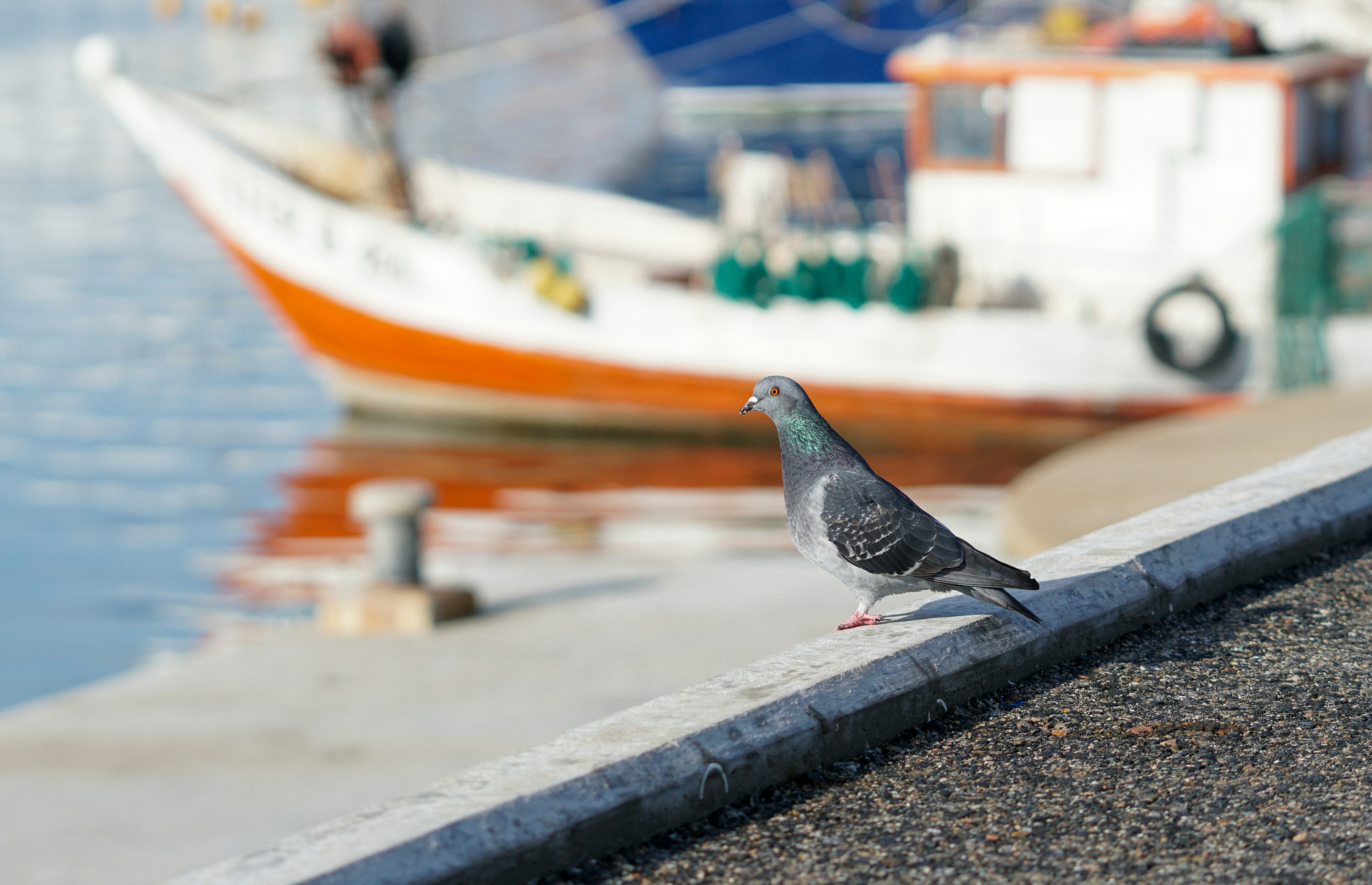 Quay Sentinel: Pigeon at the Harbor Edge with a Distant Blurred Boat