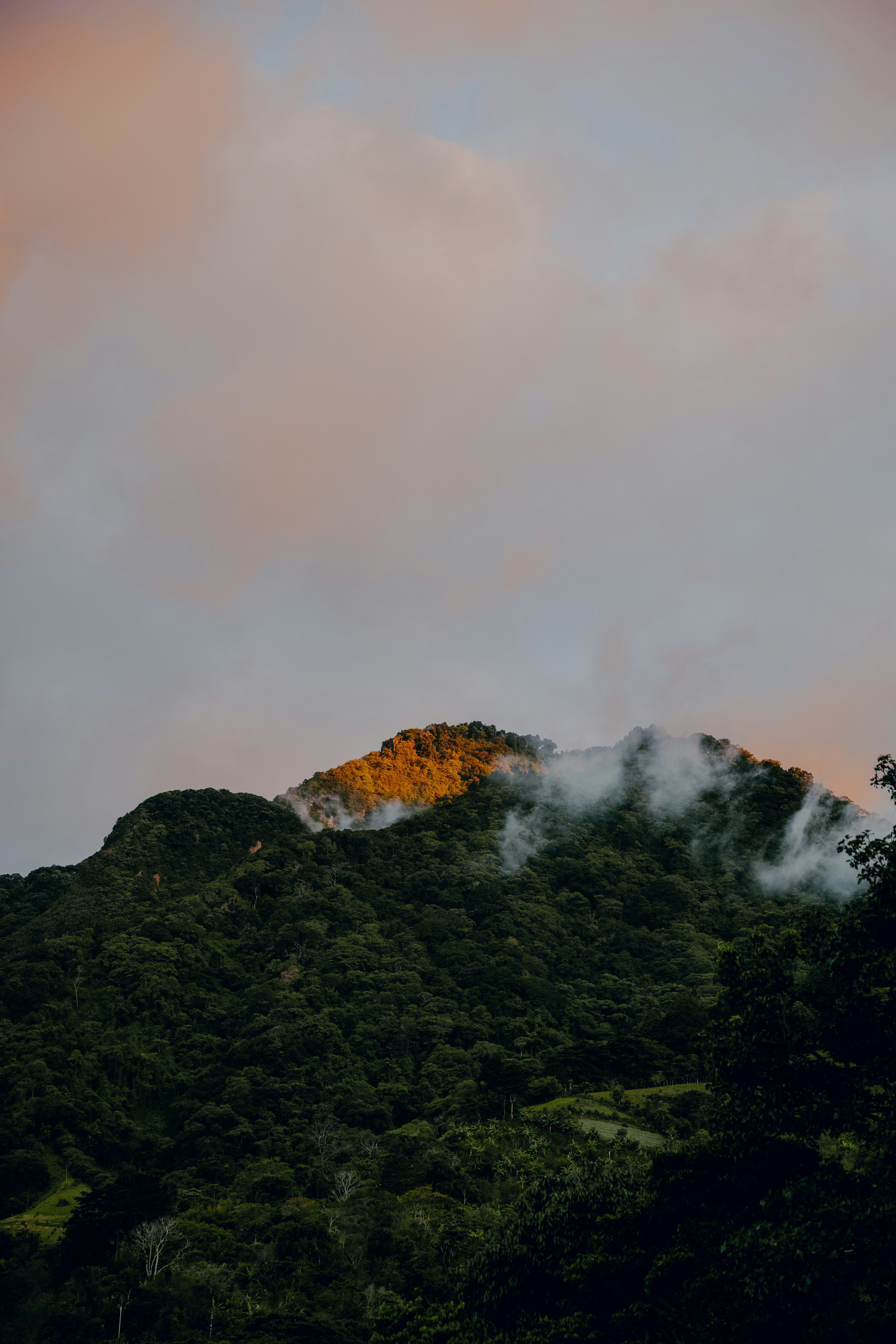 Alpenglow on a Verdant Crest Shrouded in Mist