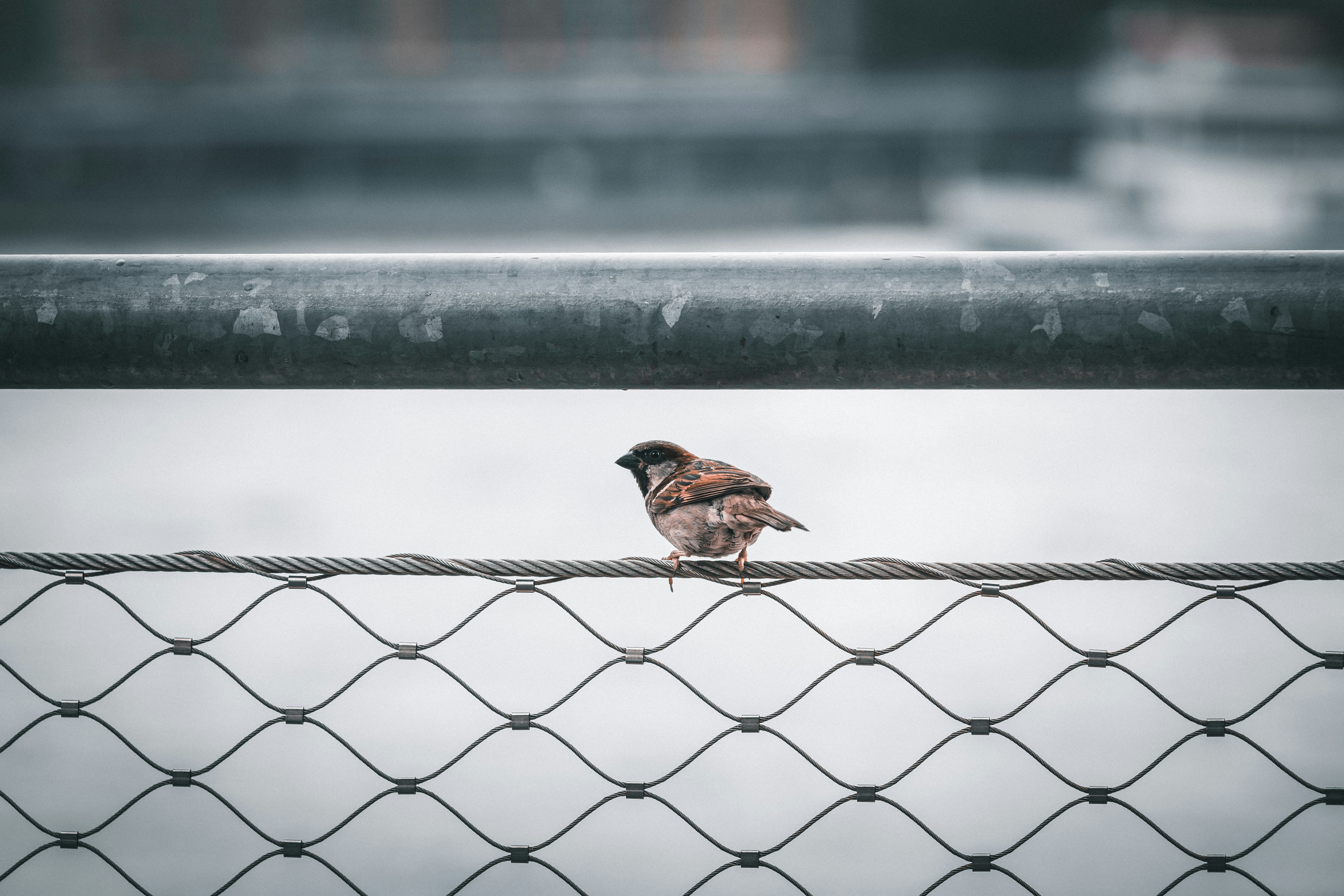 Sparrow on a Wire: Quiet Focus Over a Harbor Mesh