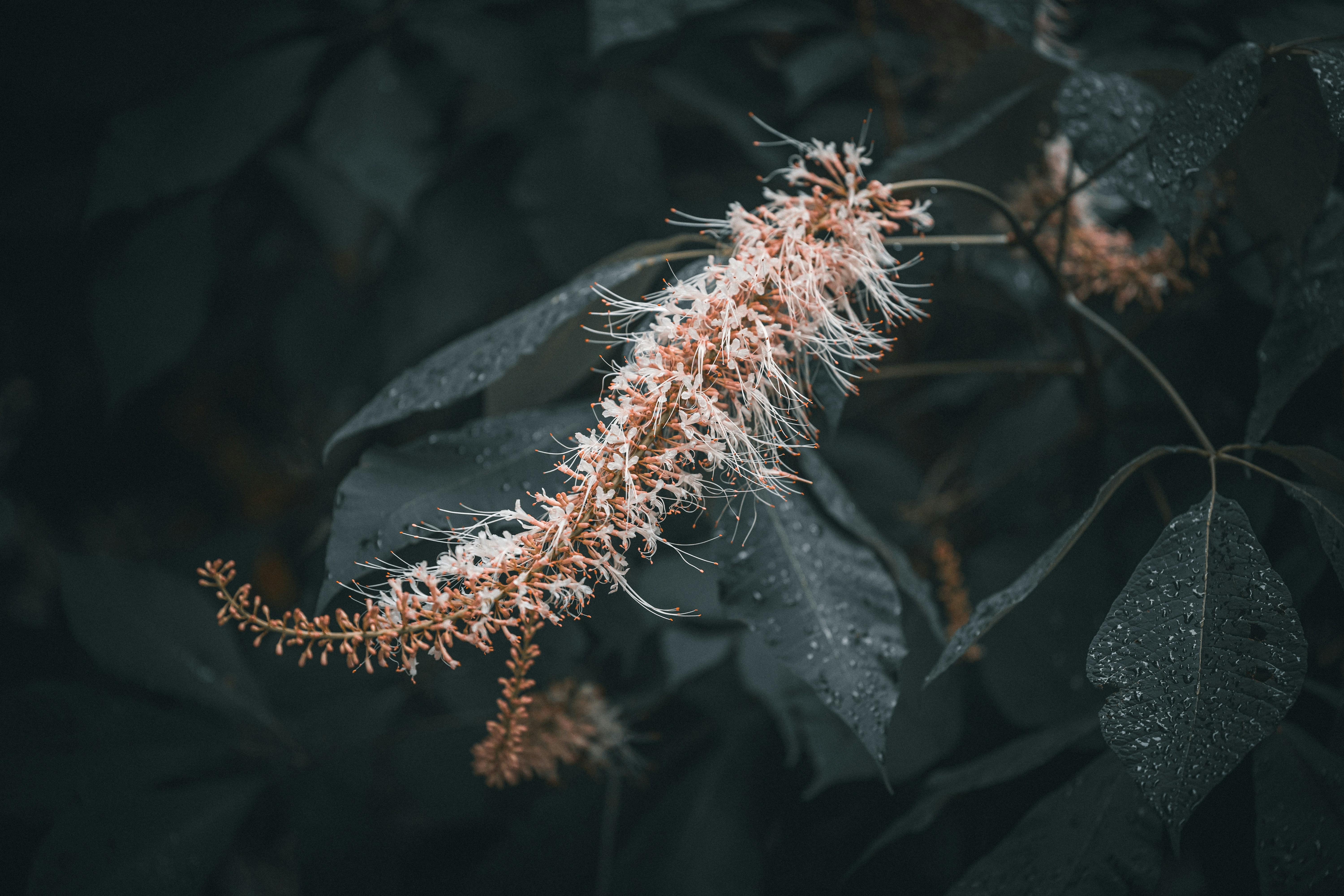 Feathered bloom on a moonlit stem
