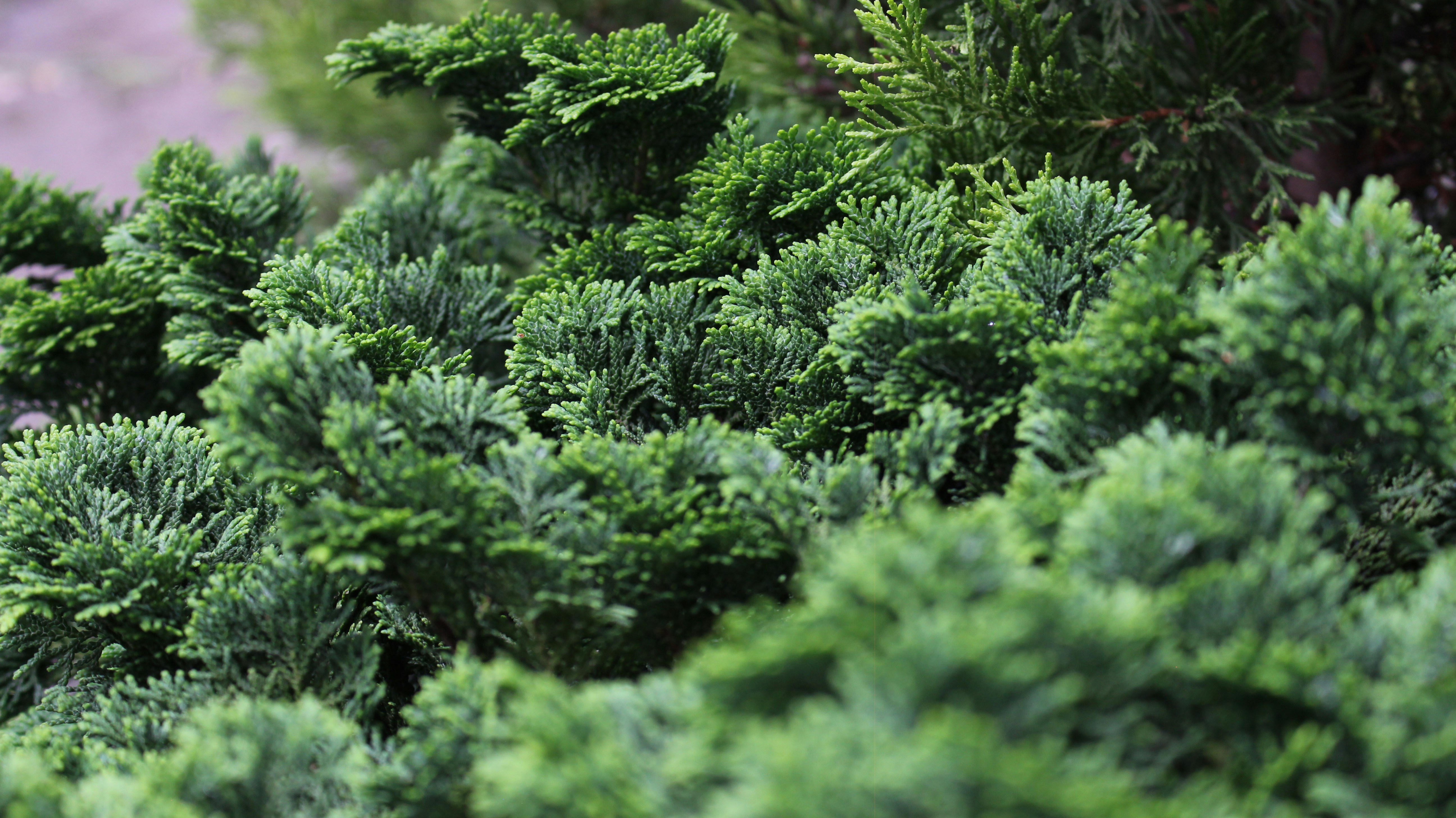 Emerald Tangle: A Macro Portrait of Conifer Texture