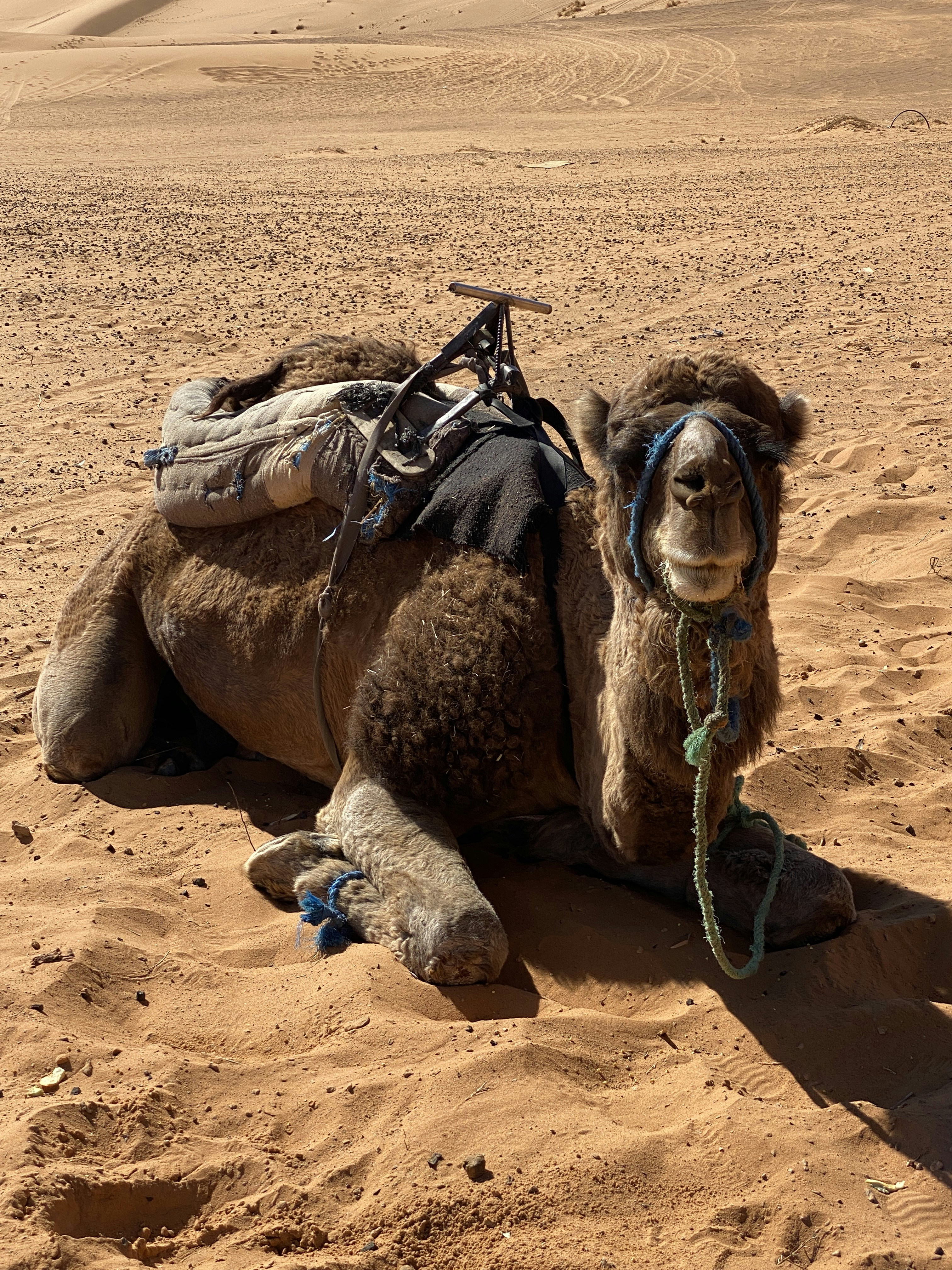 A resting camel adorned with a saddle and colorful ropes, surrounded by vast stretches of golden sand in the desert.