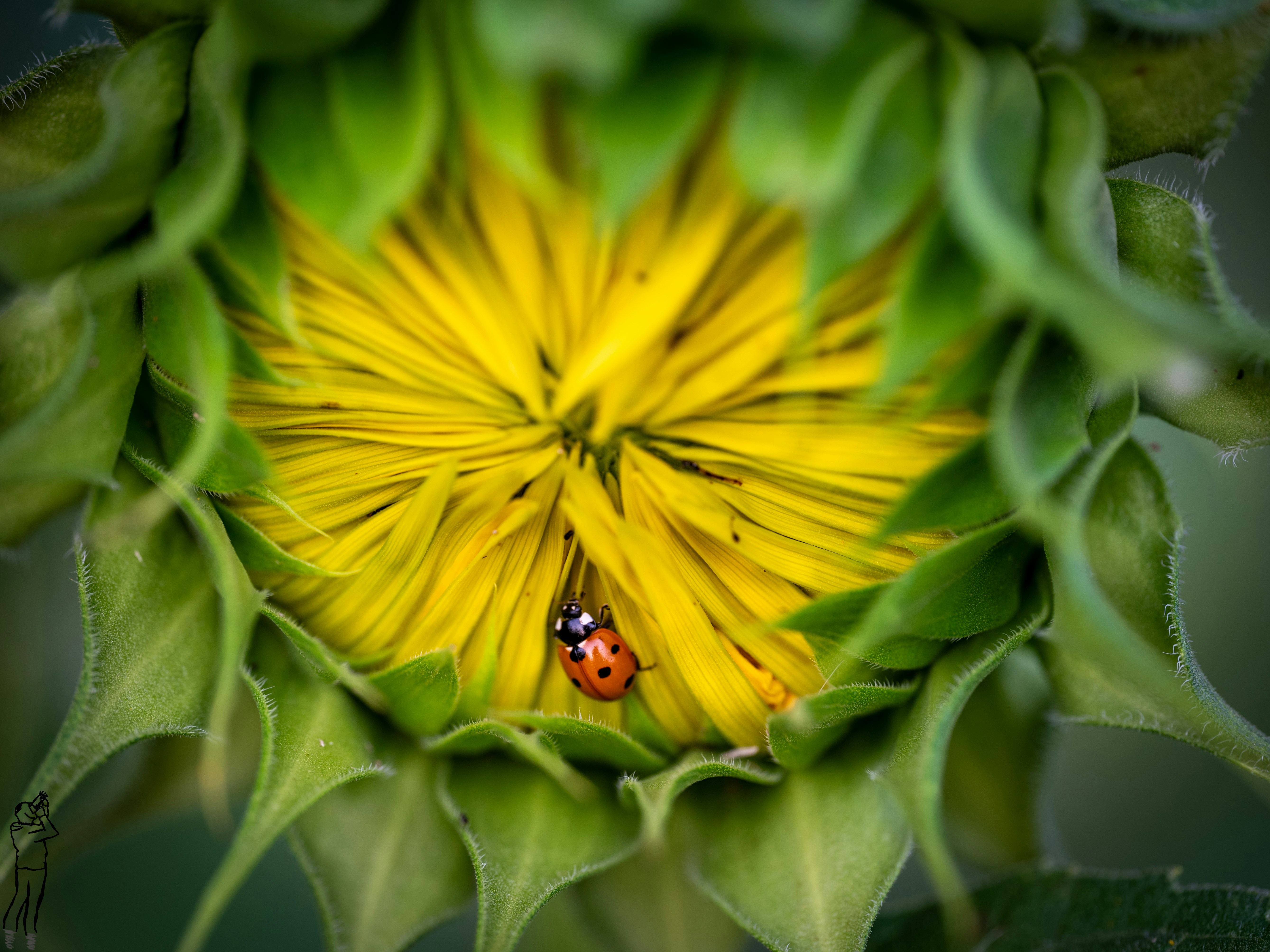 A ladybug sits on the center of a sunflower photo – Free Ladybug Image ...