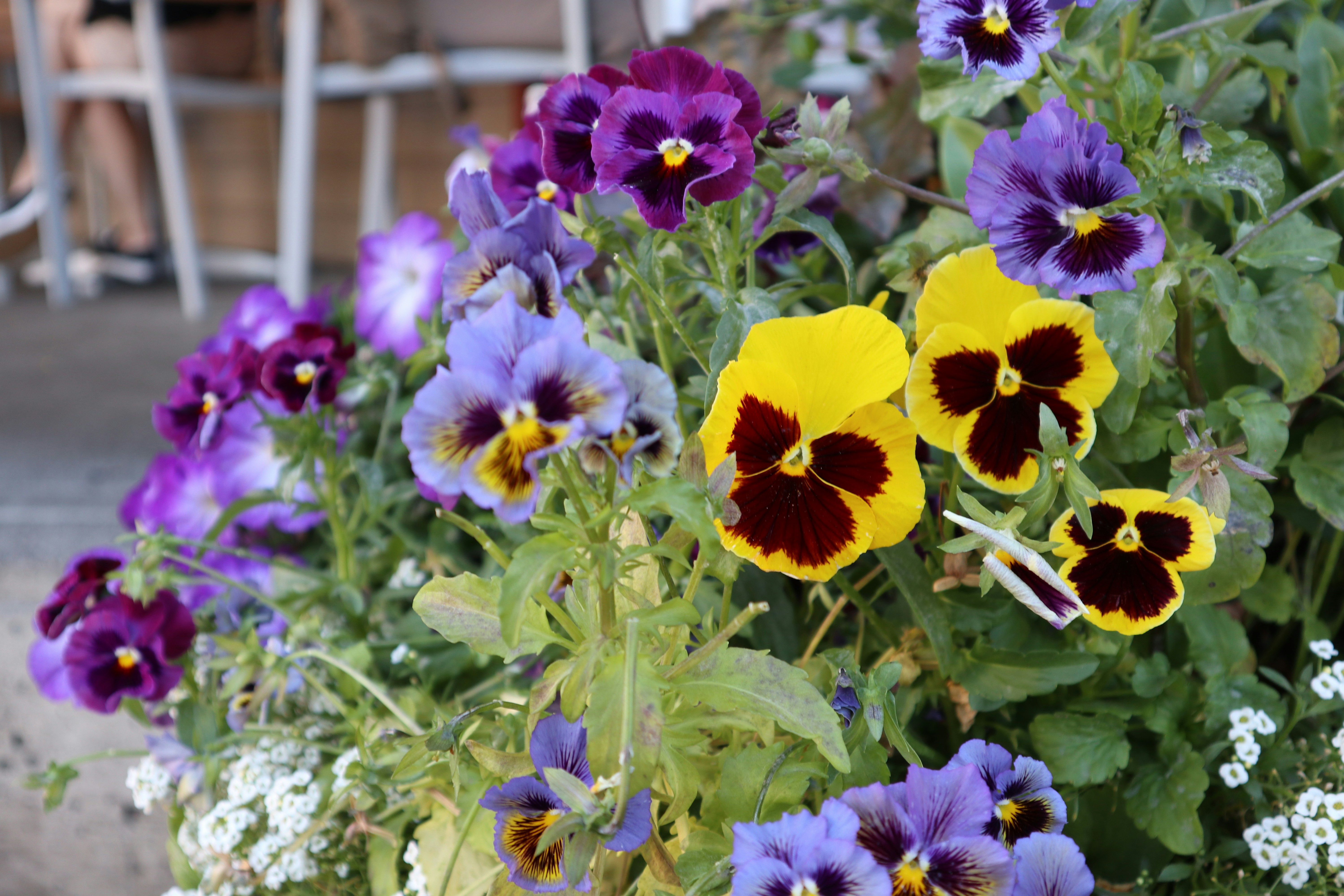 Sunlit Pansies by the Patio: A Vivid Mix of Purple, Yellow, and White