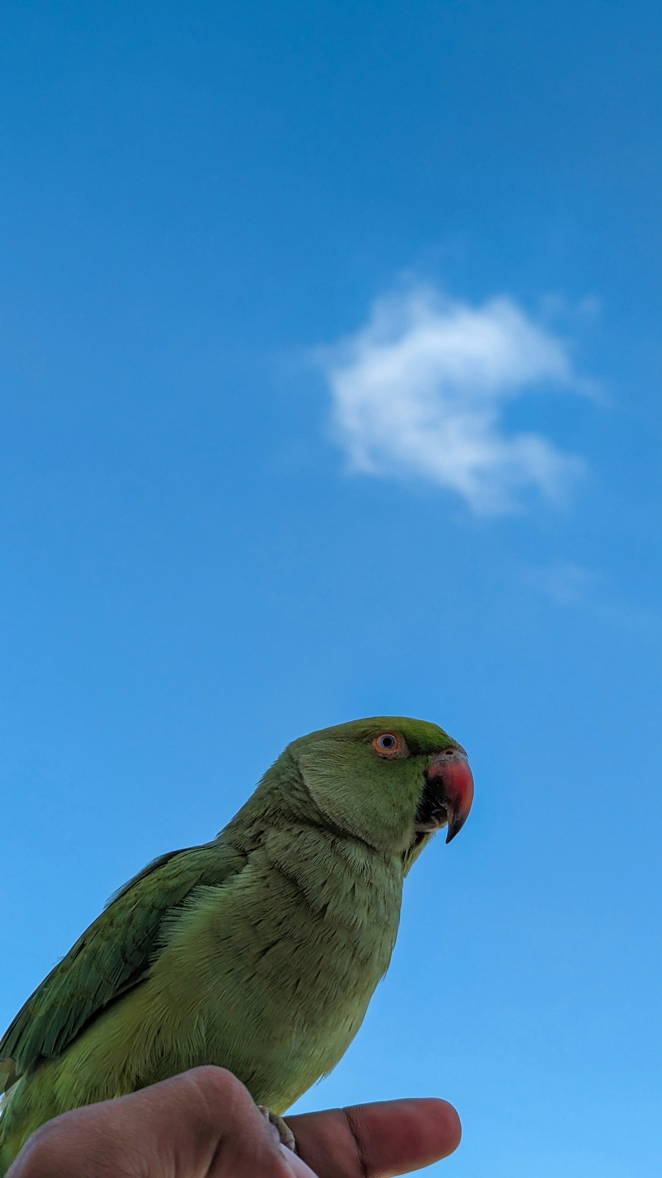 Verdant Parrot Perched Against a Vast Blue Sky