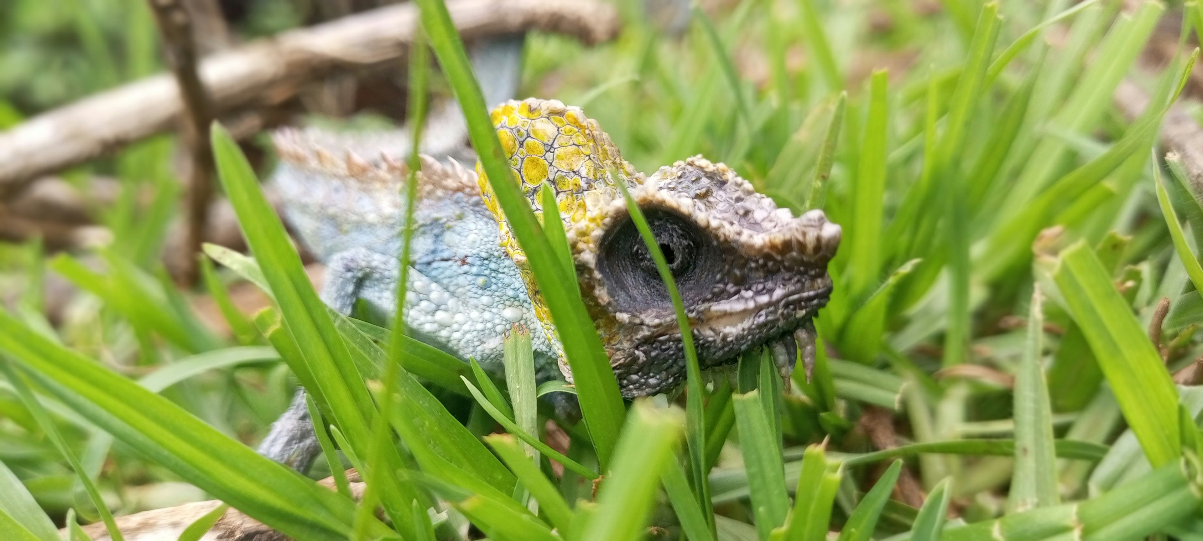 a close up of a lizard in the grass