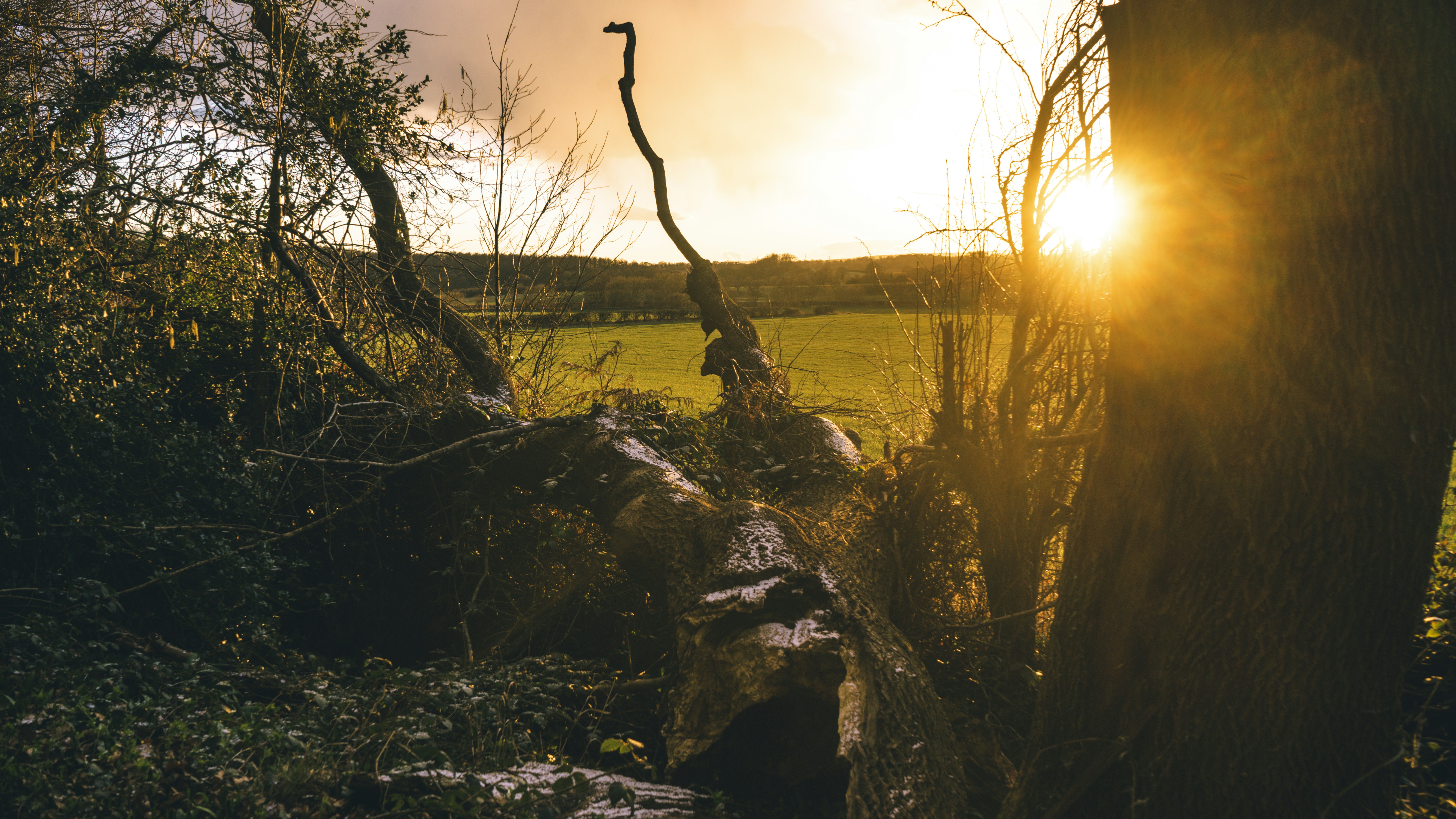 Gilded Spine: The Fallen Trunk Framing a Quiet Horizon