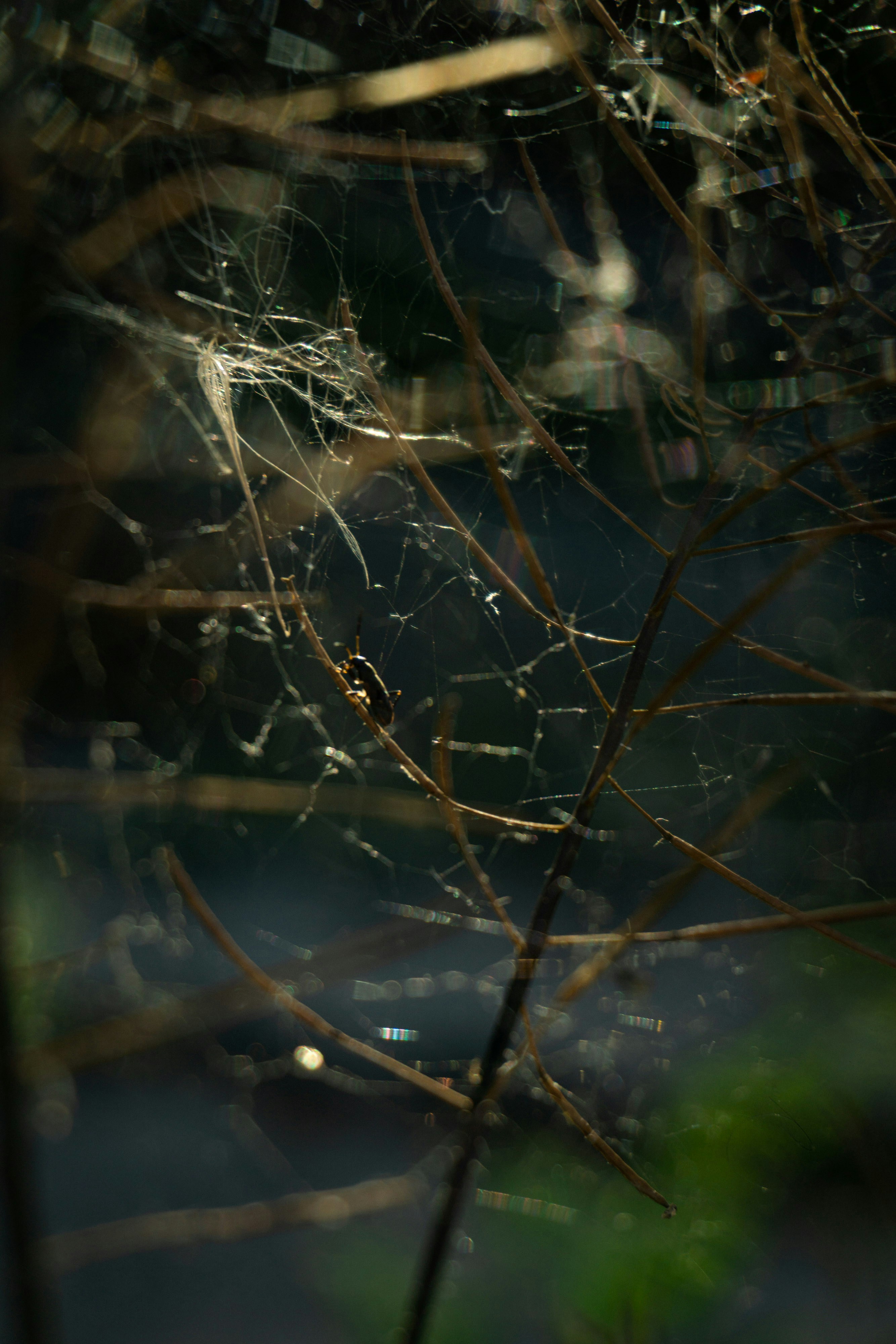 A spider web hanging from a tree branch photo – Free Macro Image on ...
