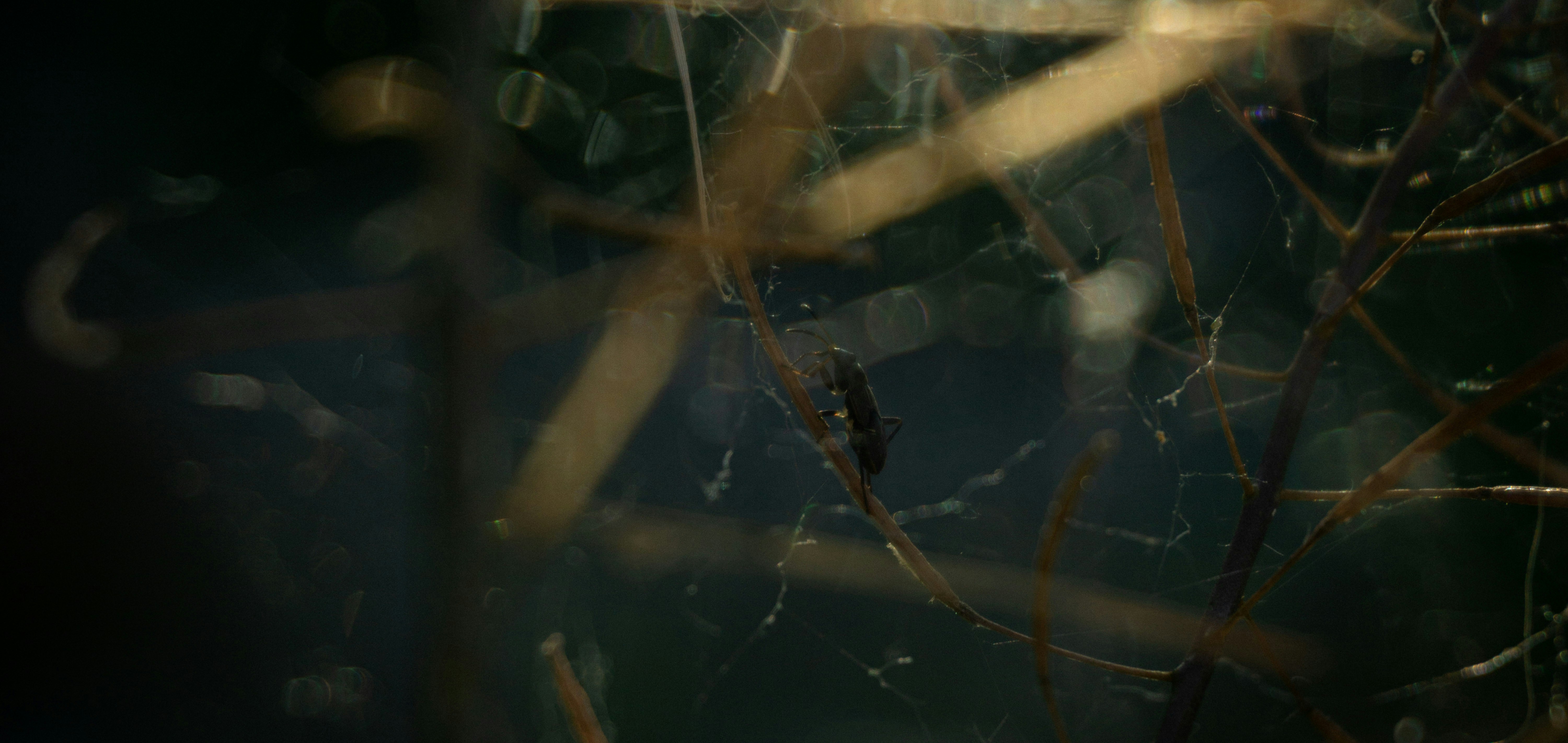 Web of Silence: Spider Silk in a Shadowed Nest