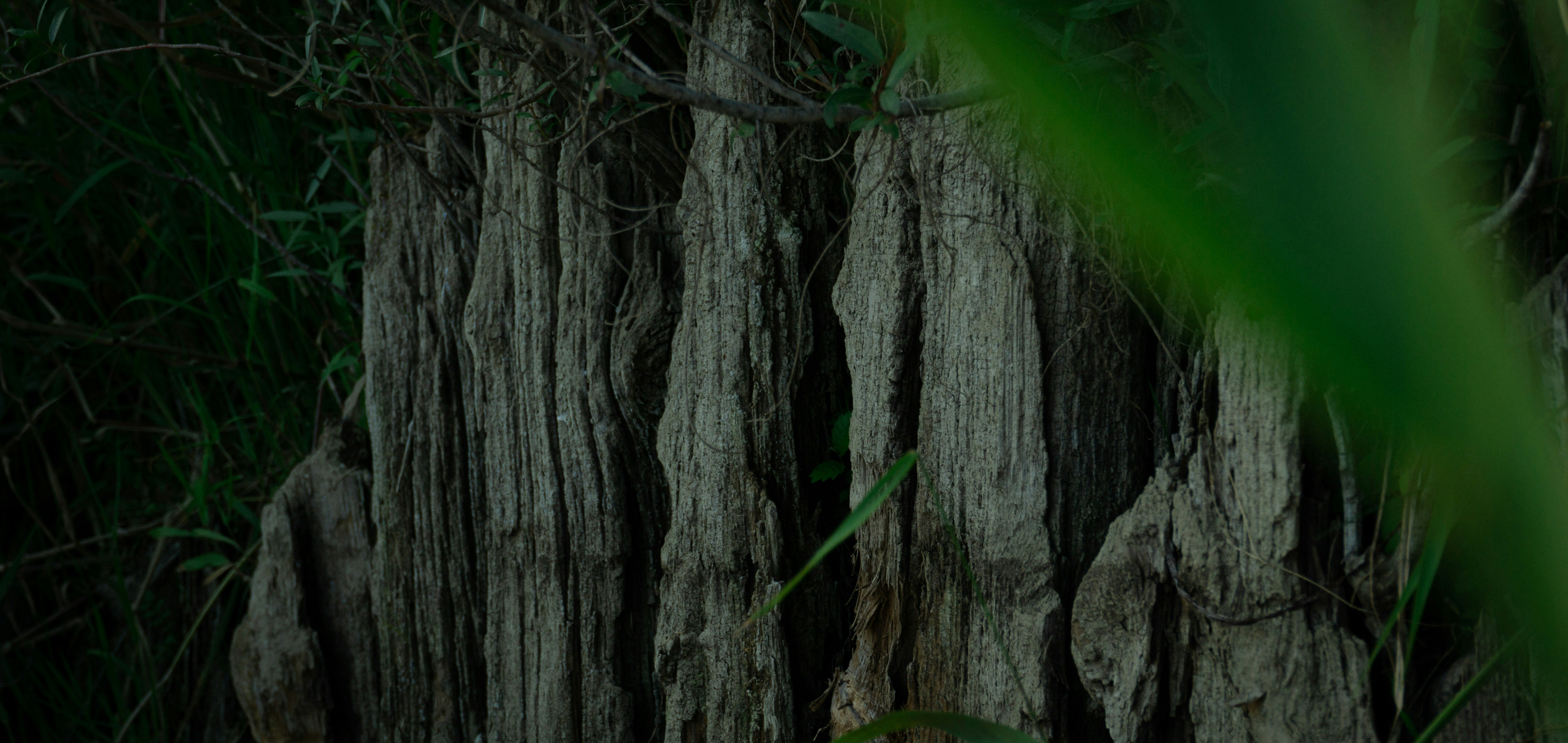 Weathered Trunk Columns: Vertical Texture in a Dim Forest