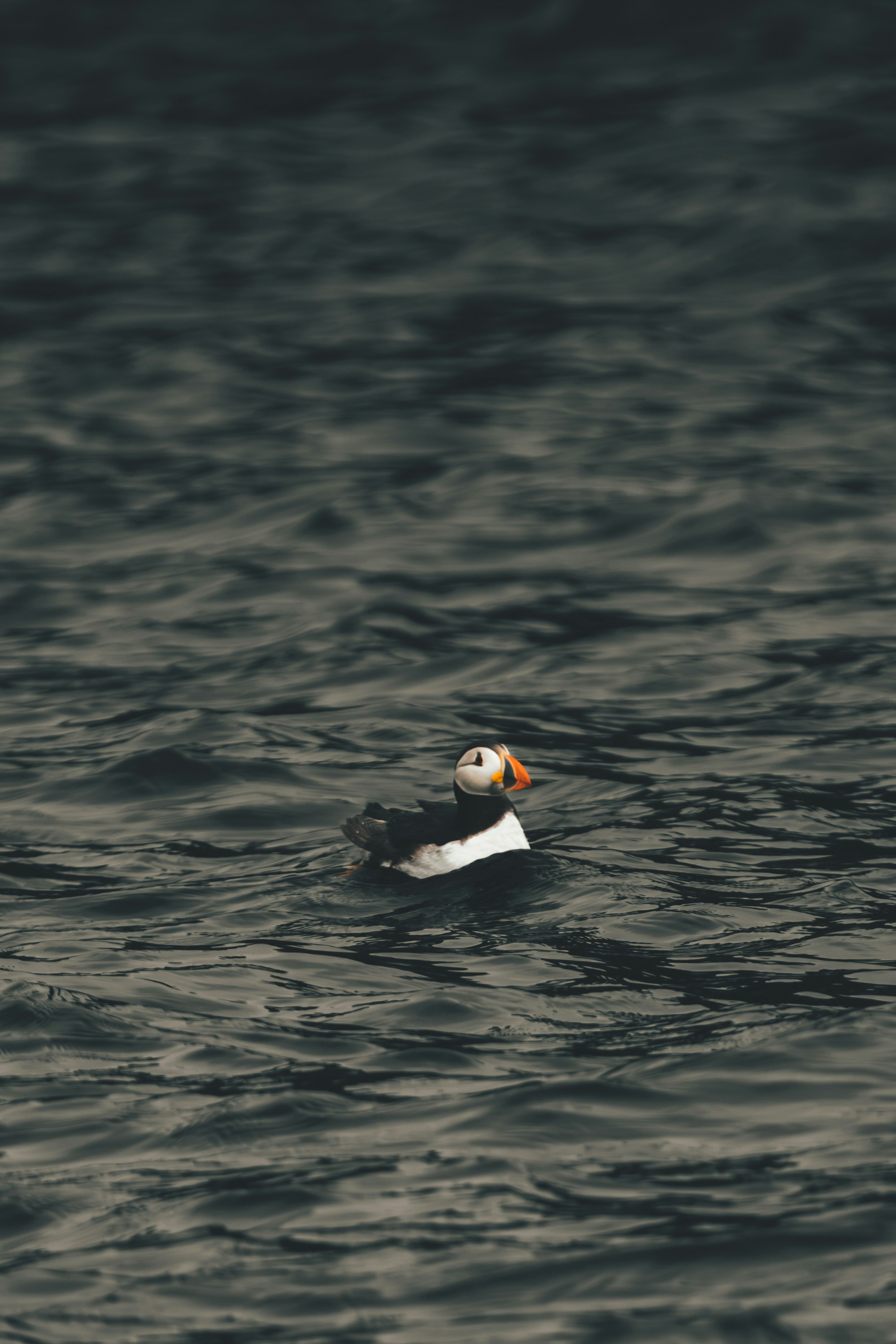 A bird floating on top of a body of water photo – Free Bird Image on ...