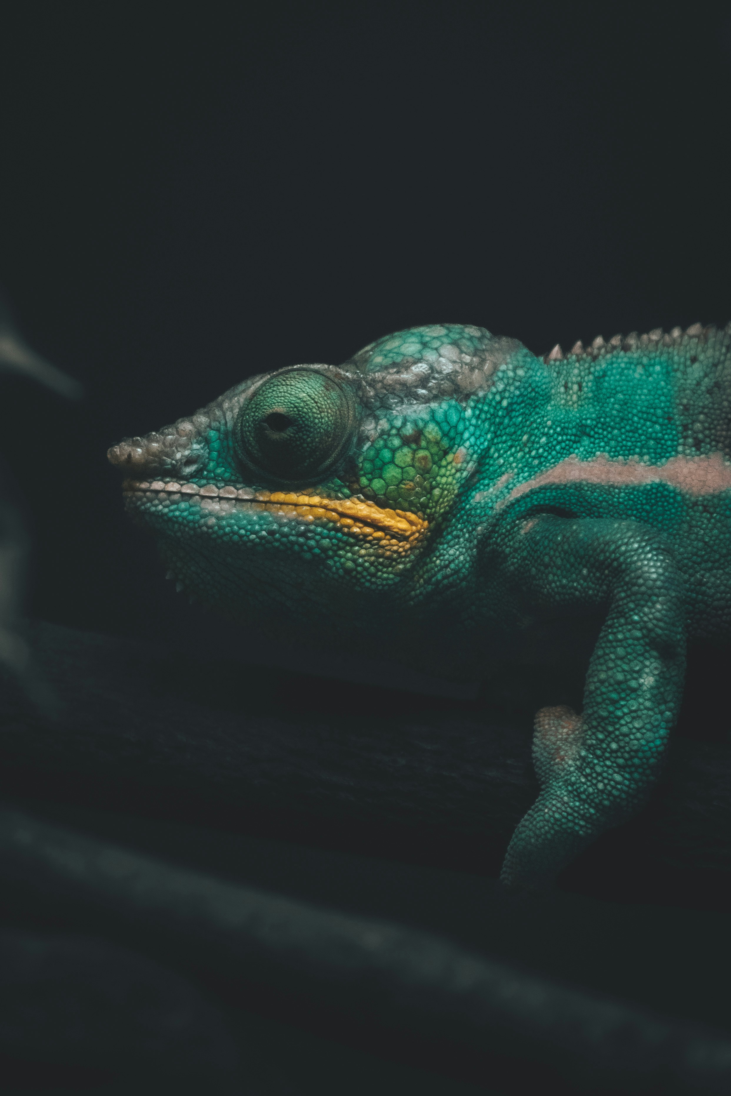 Emerald Gaze in Shadow: Macro Portrait of a Turquoise Chameleon