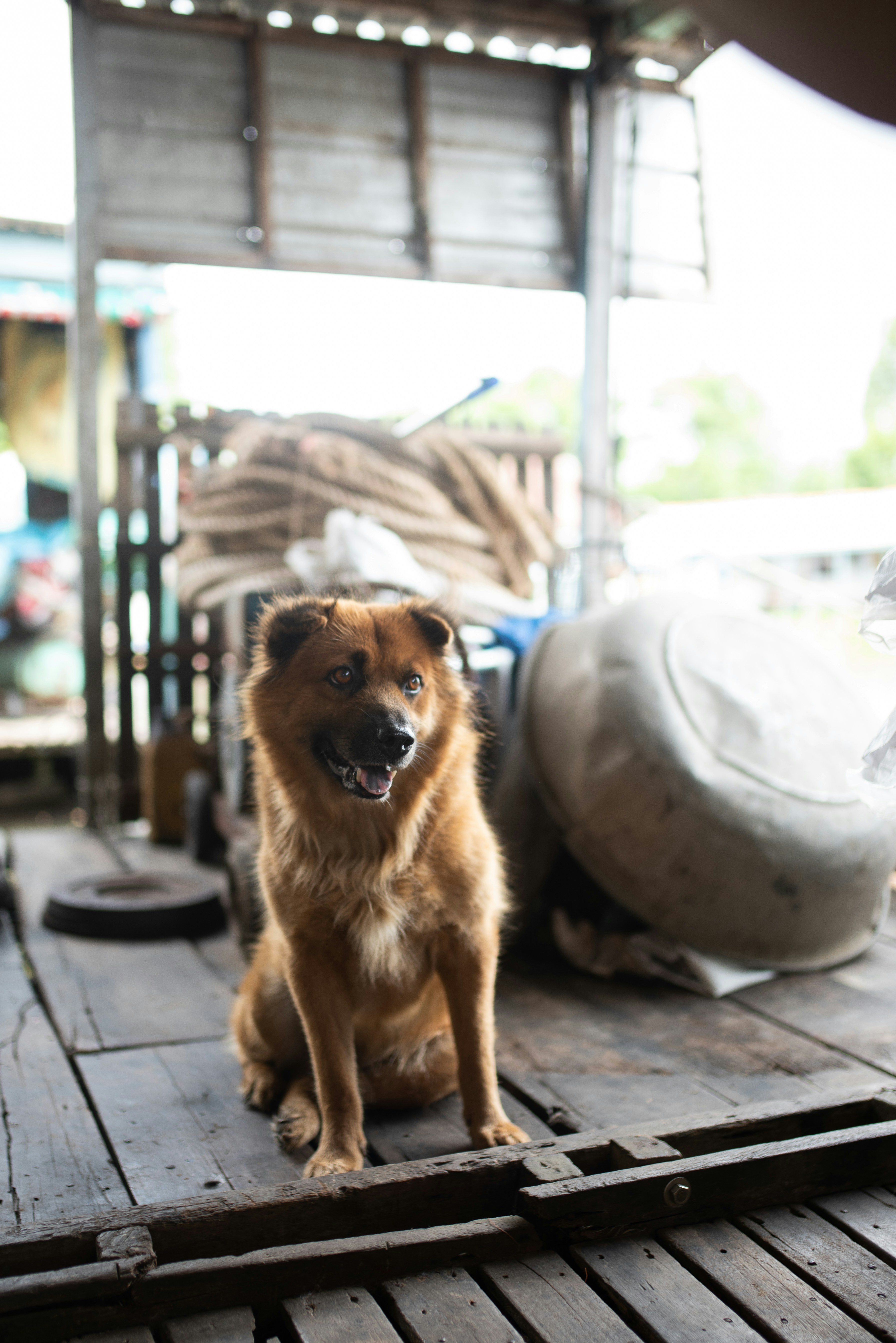 Curious Brown Shepherd on a Weathered Wooden Porch