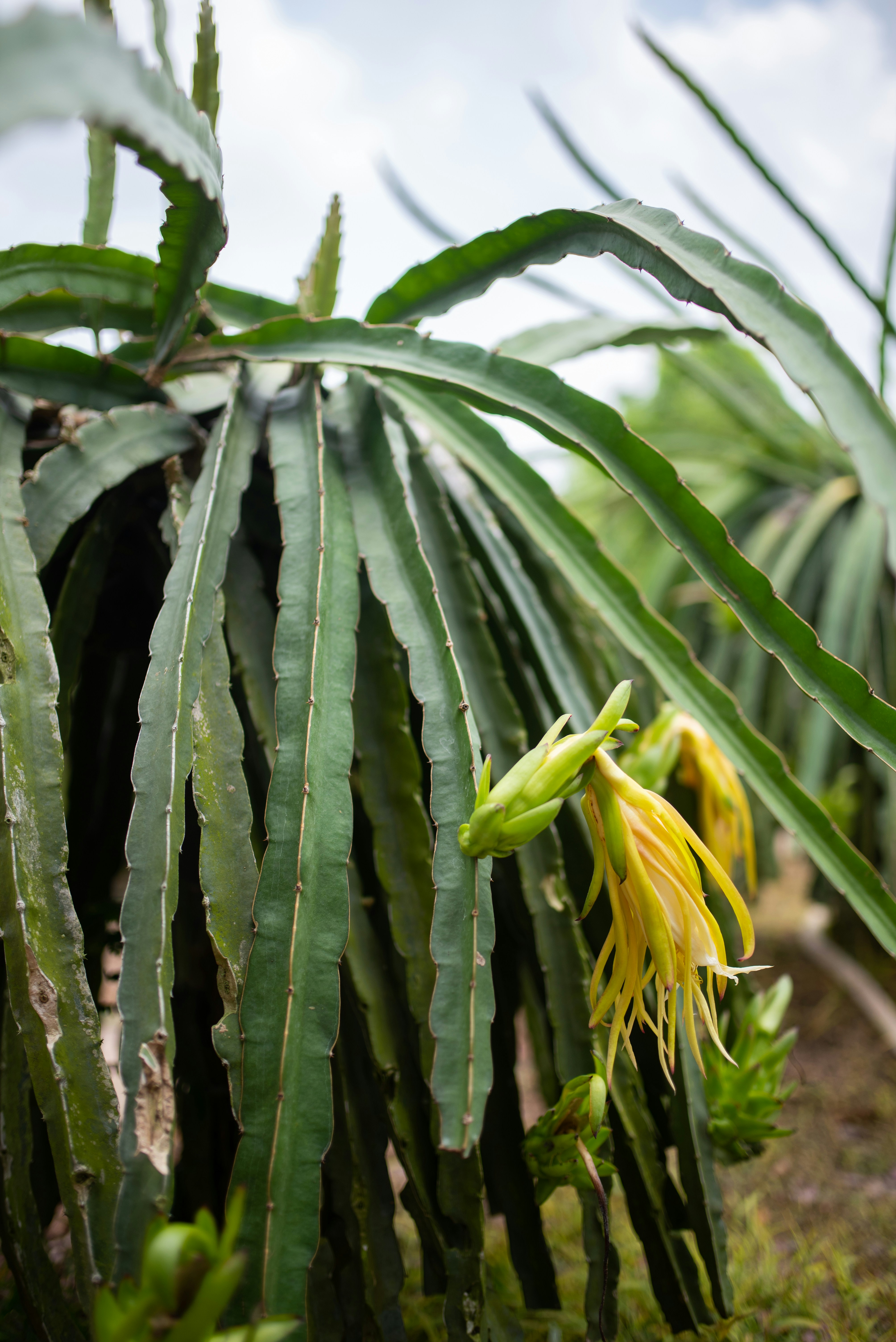 Emerald Spines and a Golden Bloom: Dragon Fruit Blossom Close-Up