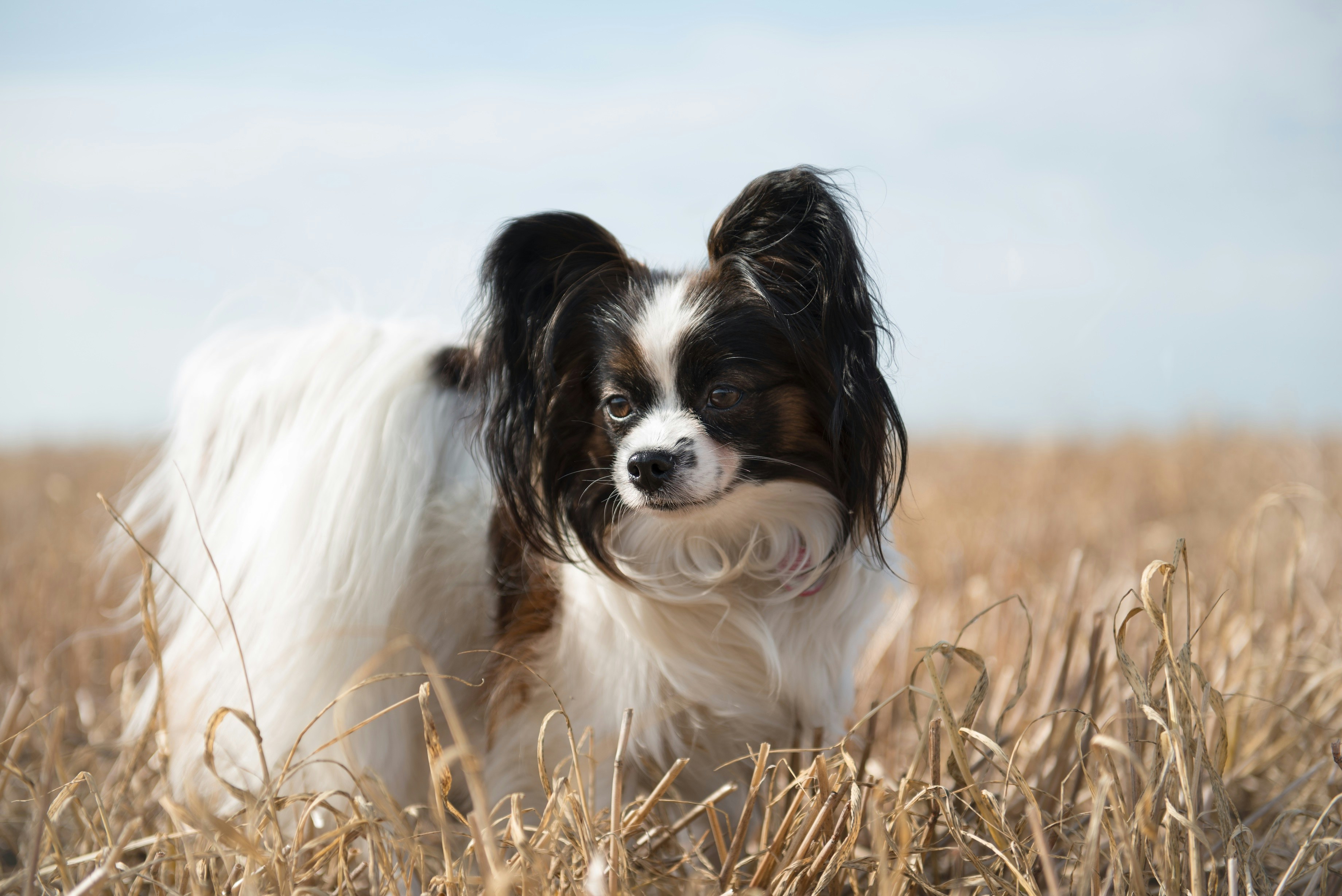 Papillon in a Field of Golden Grass: A Quiet Sunlit Portrait