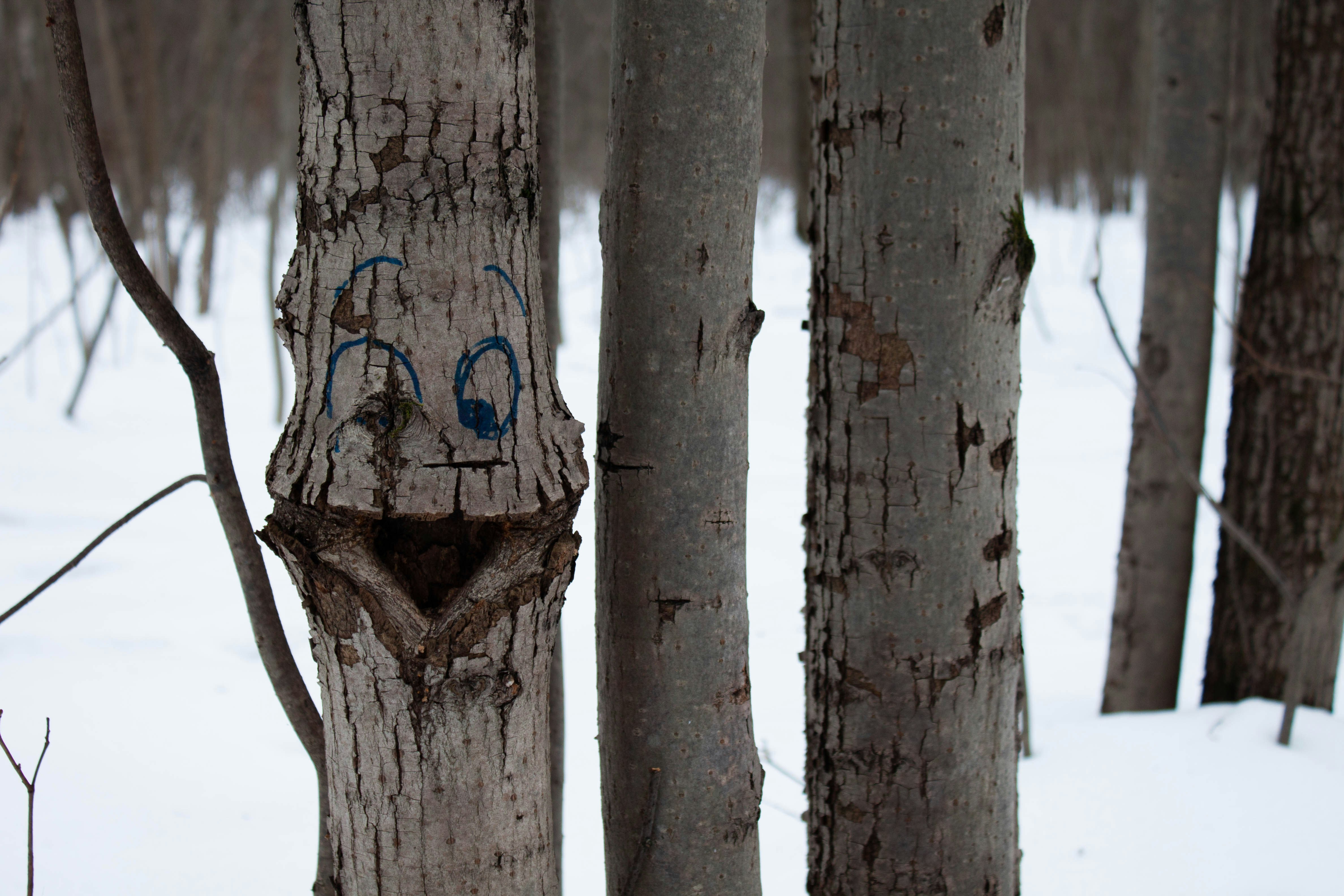 Carved Laughing Bark: Snowy Woodland Portrait